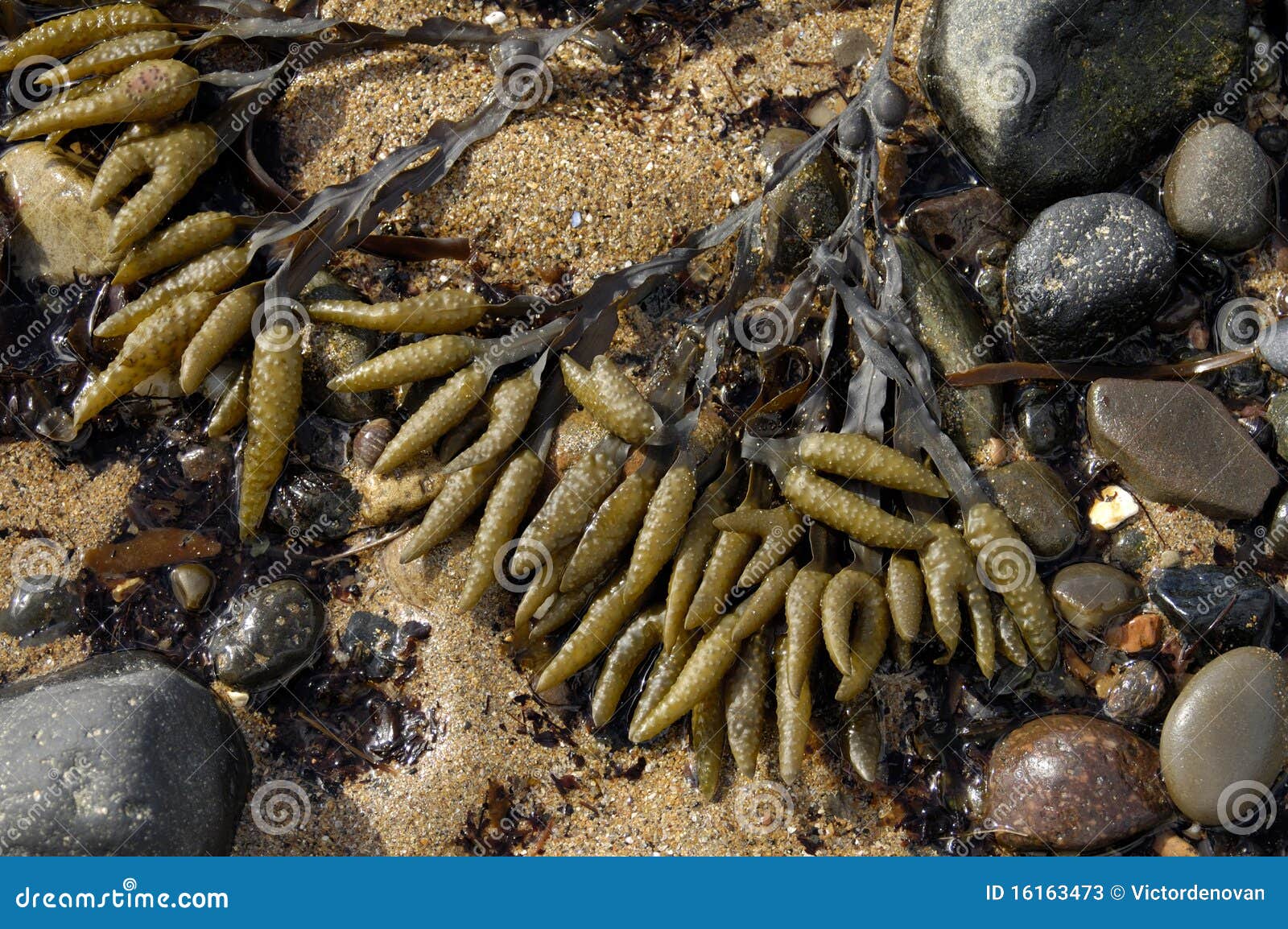 Seaweed and pebbles stock image. Image of sidelit, fife - 16163473