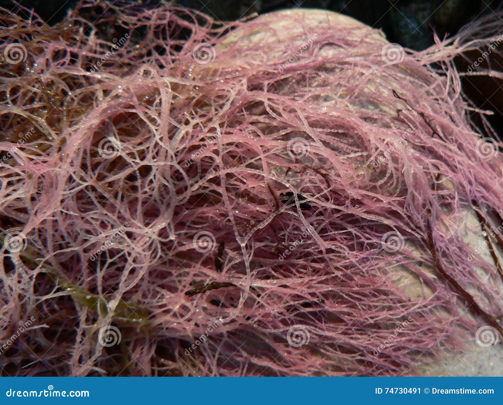 Seaweed stock image. Image of leaf, decoration, seaweed - 74730491