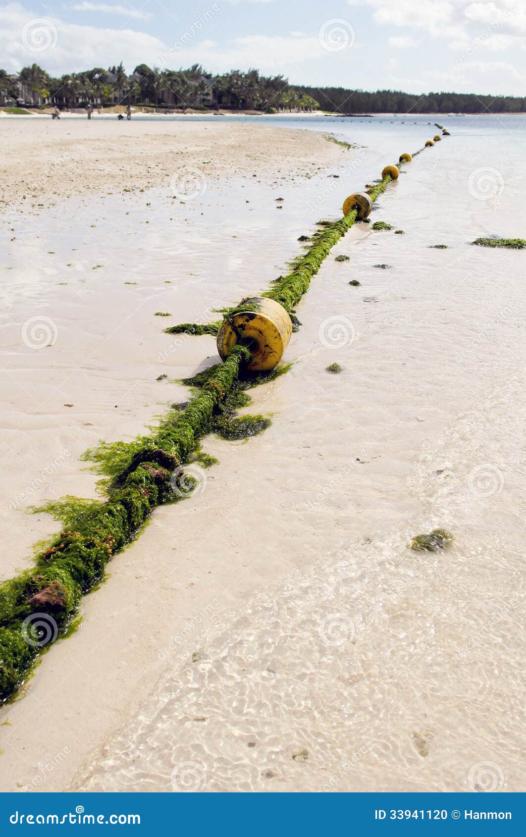Seaweed protection stock photo. Image of weed, defence - 33941120