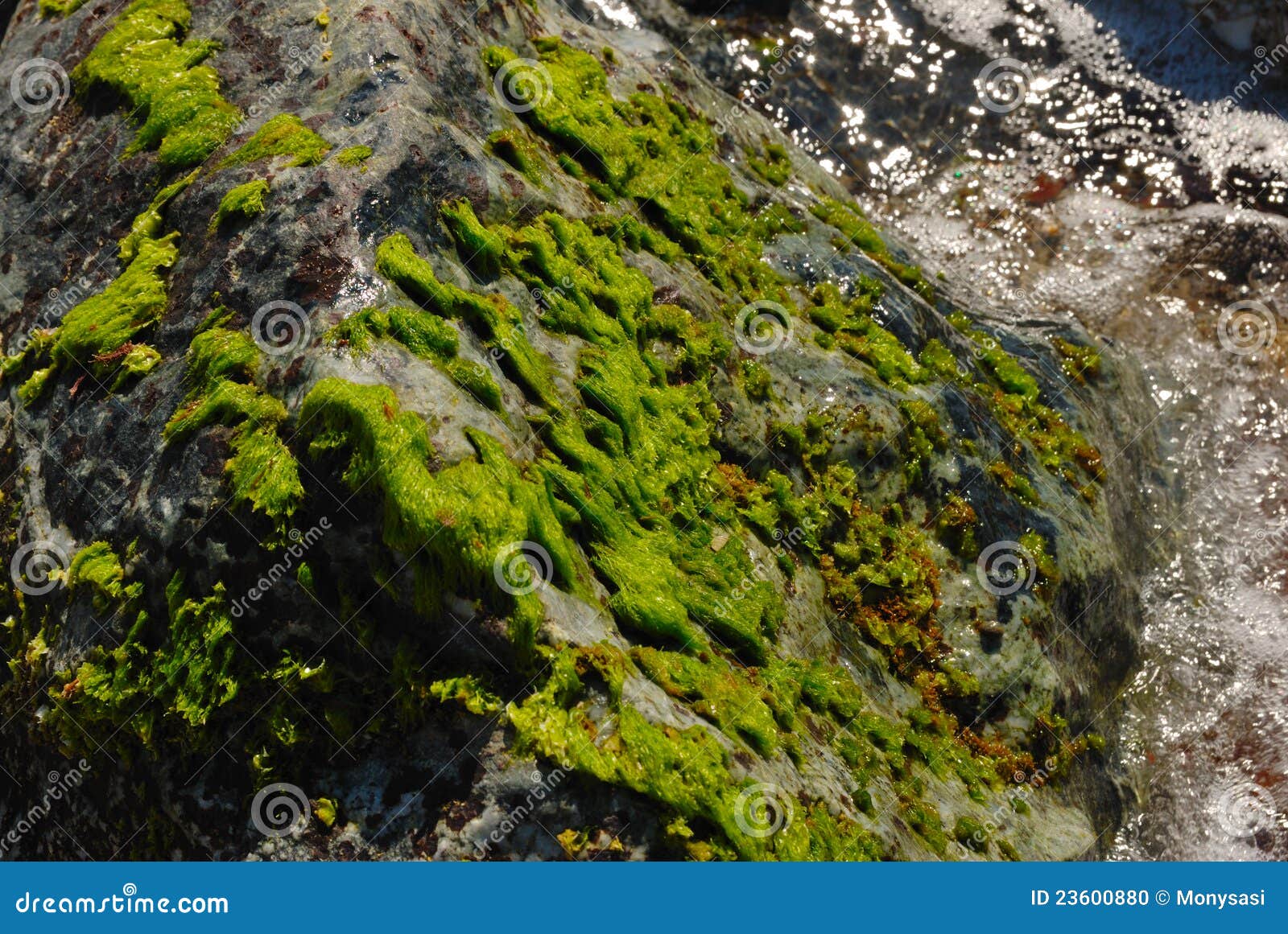 Seaweed on rock stock photo. Image of seascape, freshness - 23600880
