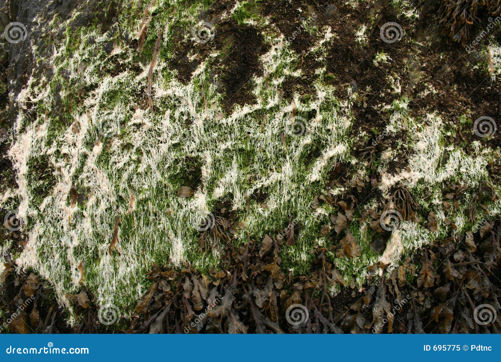 Seaweed on Rock stock image. Image of background, growing - 695775