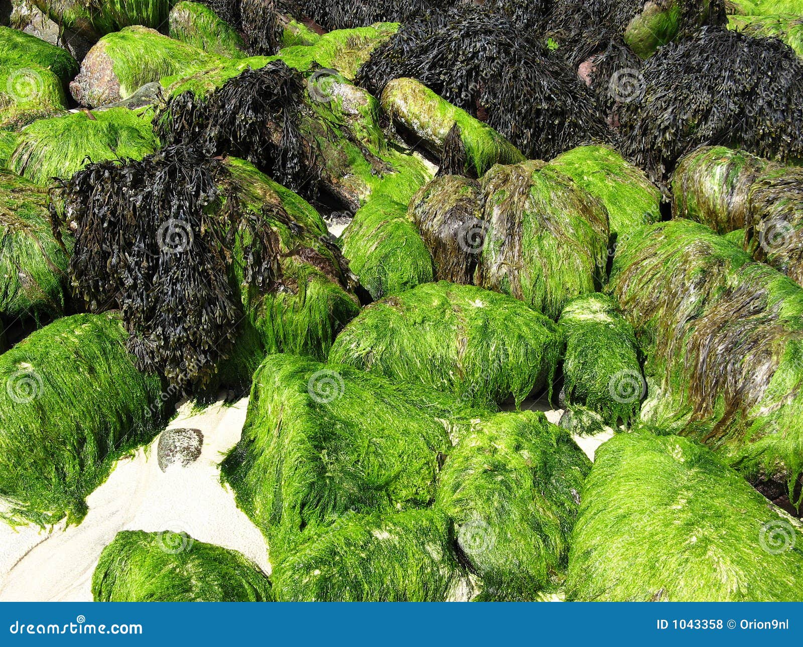 Seaweed rocks stock photo. Image of covered, seaweed, ground - 1043358