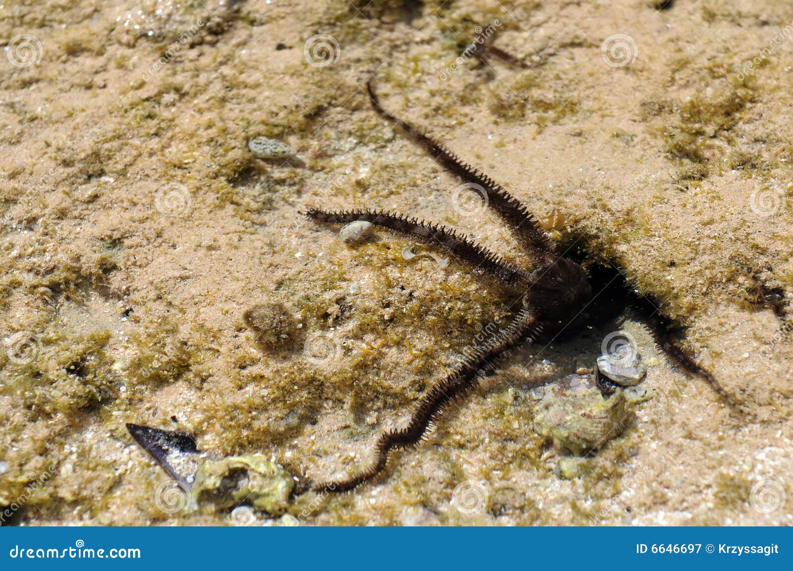 Seaweed on rocks stock image. Image of side, stones, tentacles - 6646697
