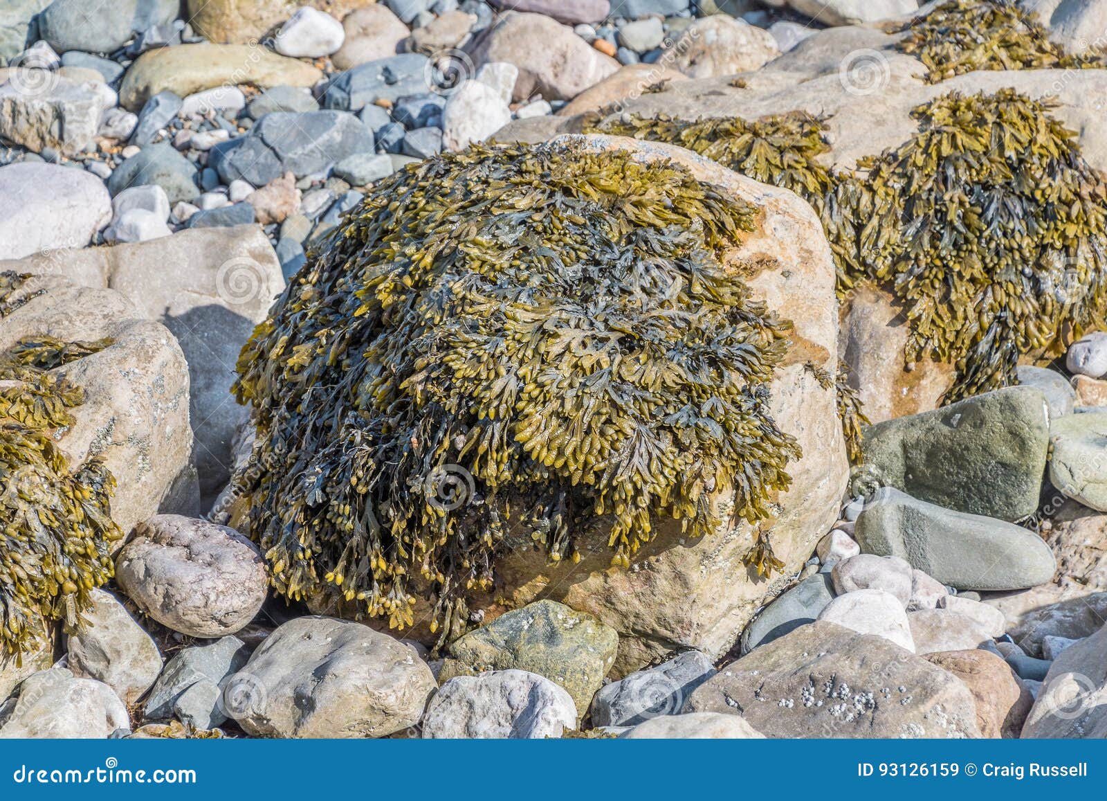 Seaweed on Rocks stock image. Image of rock, weed, sand - 93126159