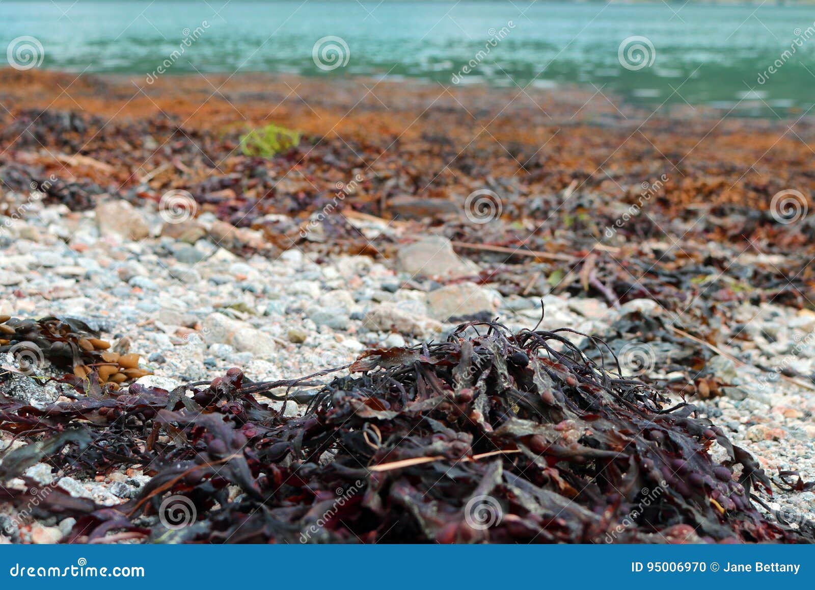 Seaweed On A Rocky Outcrop. Auckland, New Zealand Stock Image ...