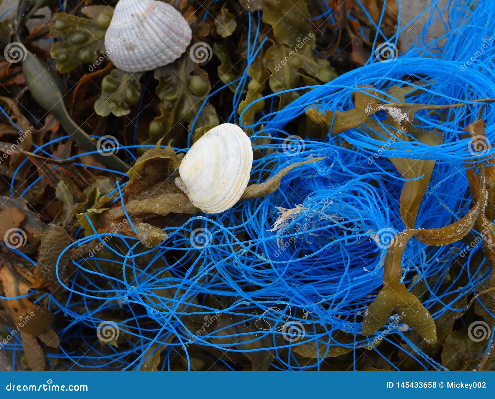 Seaweed, rope and shells stock photo. Image of seaweed - 145433658