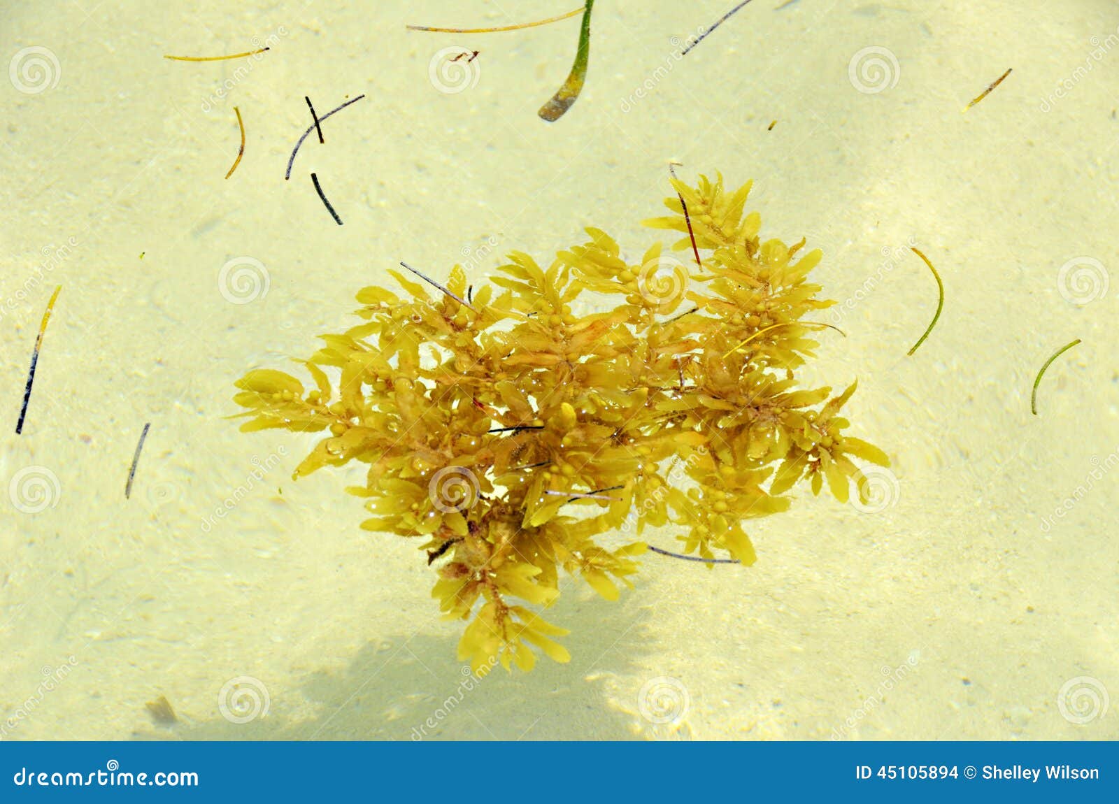 Seaweed San Pedro Belize Stock Photos - Free & Royalty-Free Stock ...