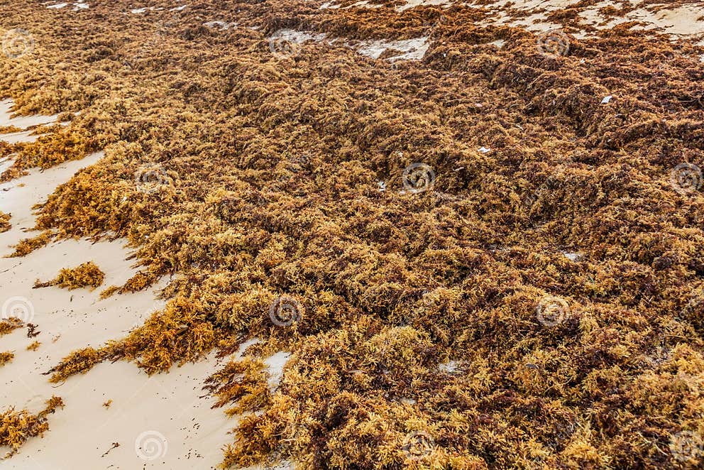 Seaweed at a sand bea stock photo. Image of brown, vegetation - 223667846