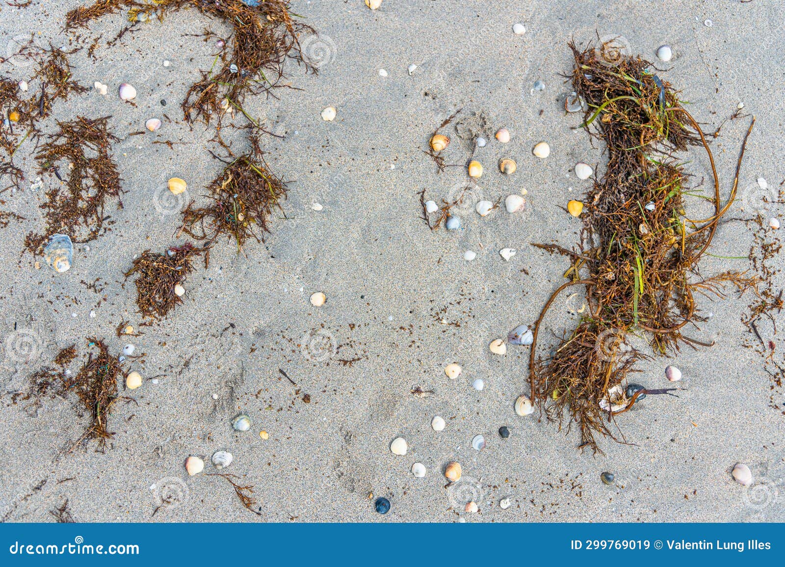 Seaweed and Shells on the Beach Stock Image - Image of seashell, beach ...