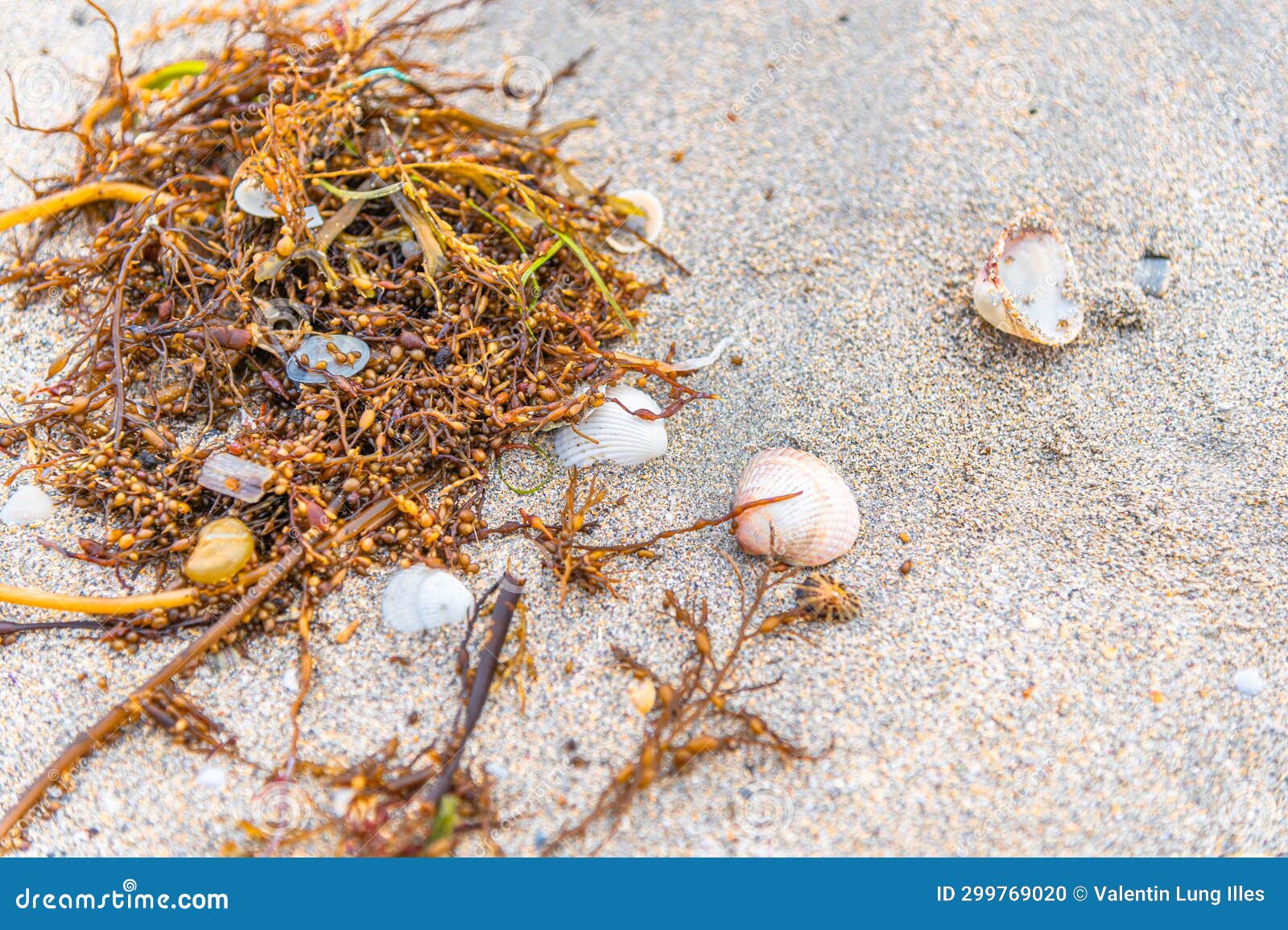 Seaweed and Shells on the Beach Stock Photo - Image of coastline, coast ...