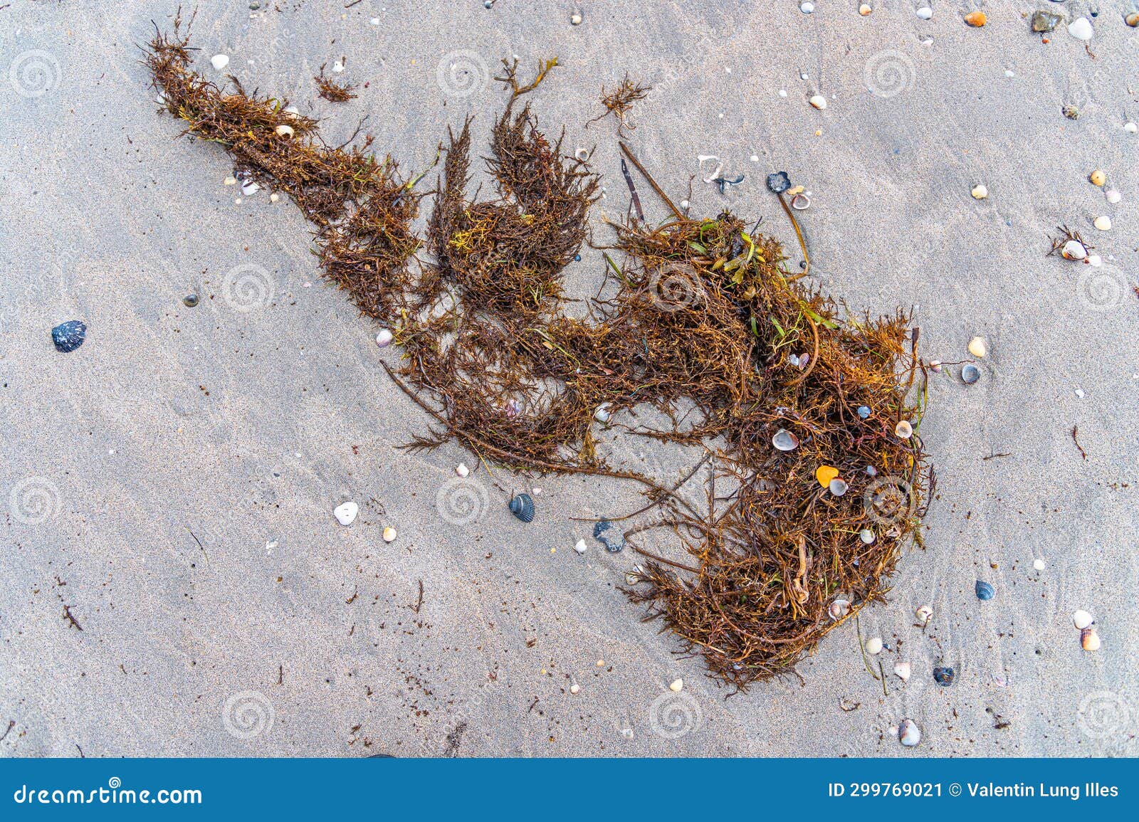 Seaweed and Shells on the Beach Stock Image - Image of coast, aquatic ...