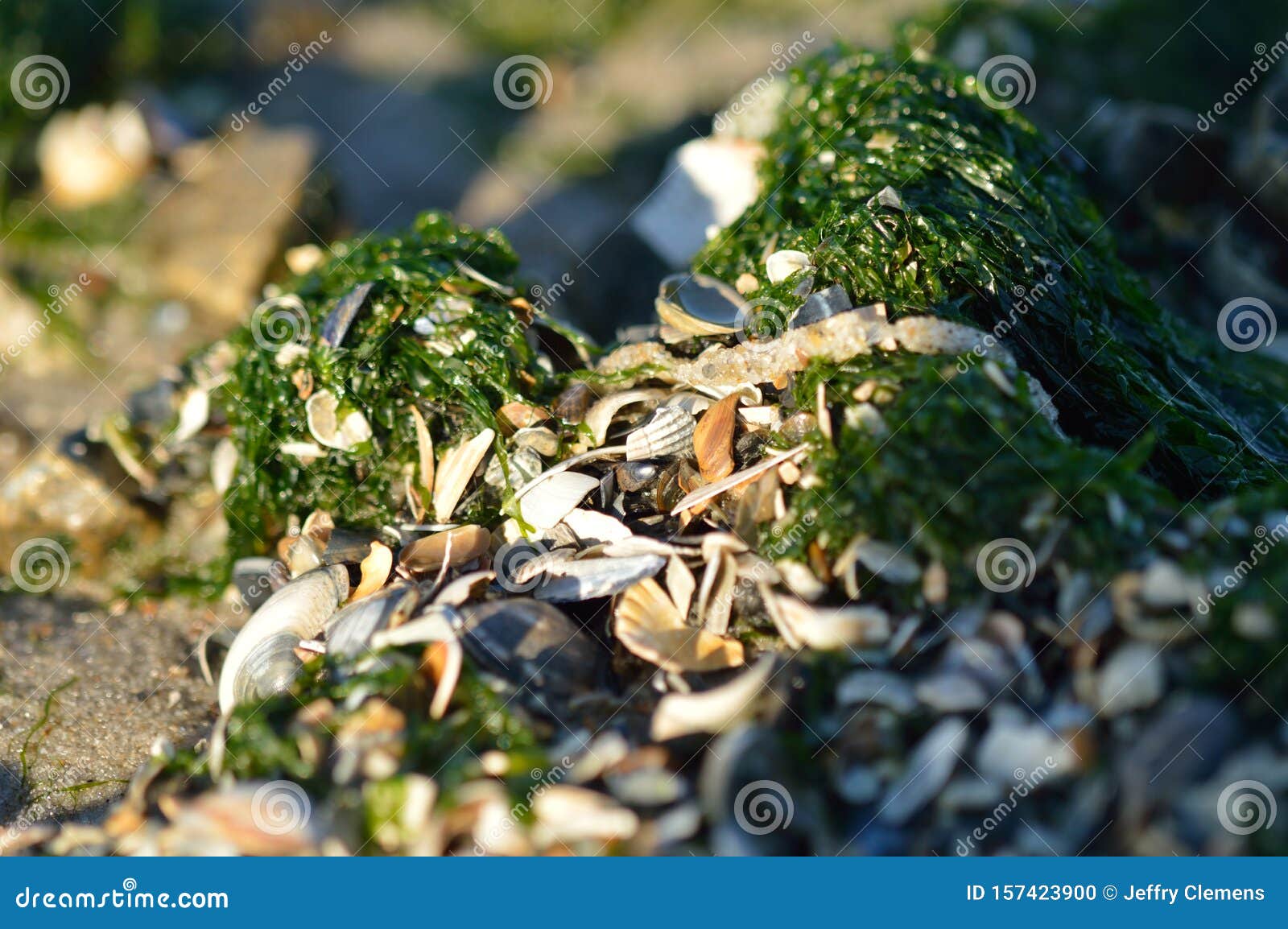 Seaweed with Shells on the Beach Stock Photo - Image of kelp, marine ...