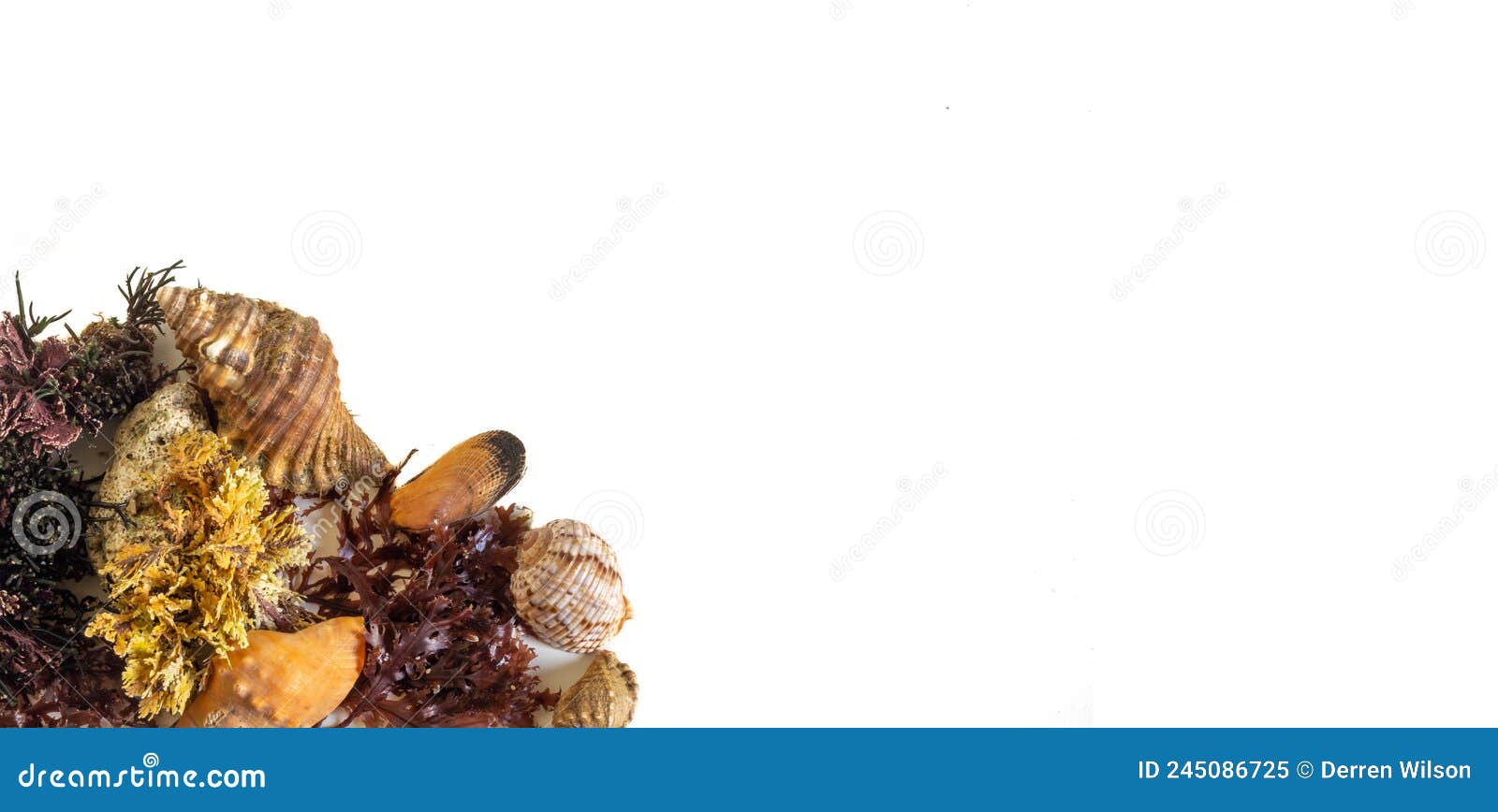 Seaweed and Shells Isolated on White Stock Image - Image of marine ...