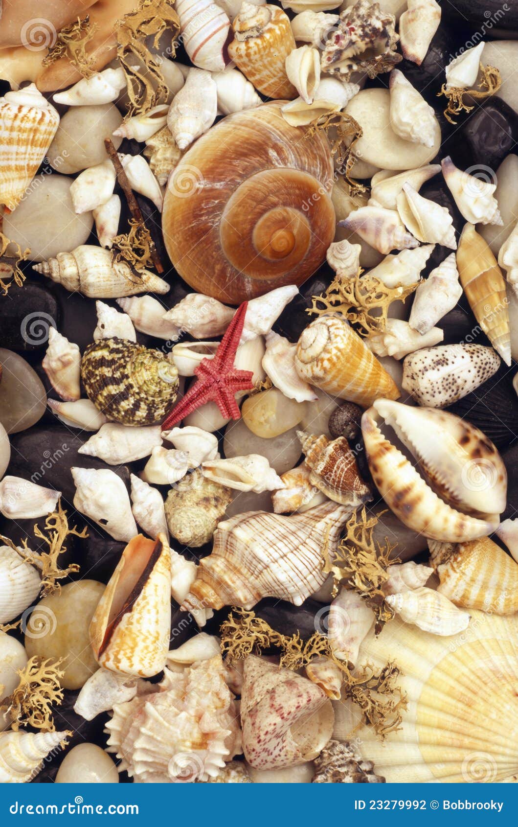 Seaweed, Shells and Pebbles Stock Photo - Image of metaphor, pebbles ...