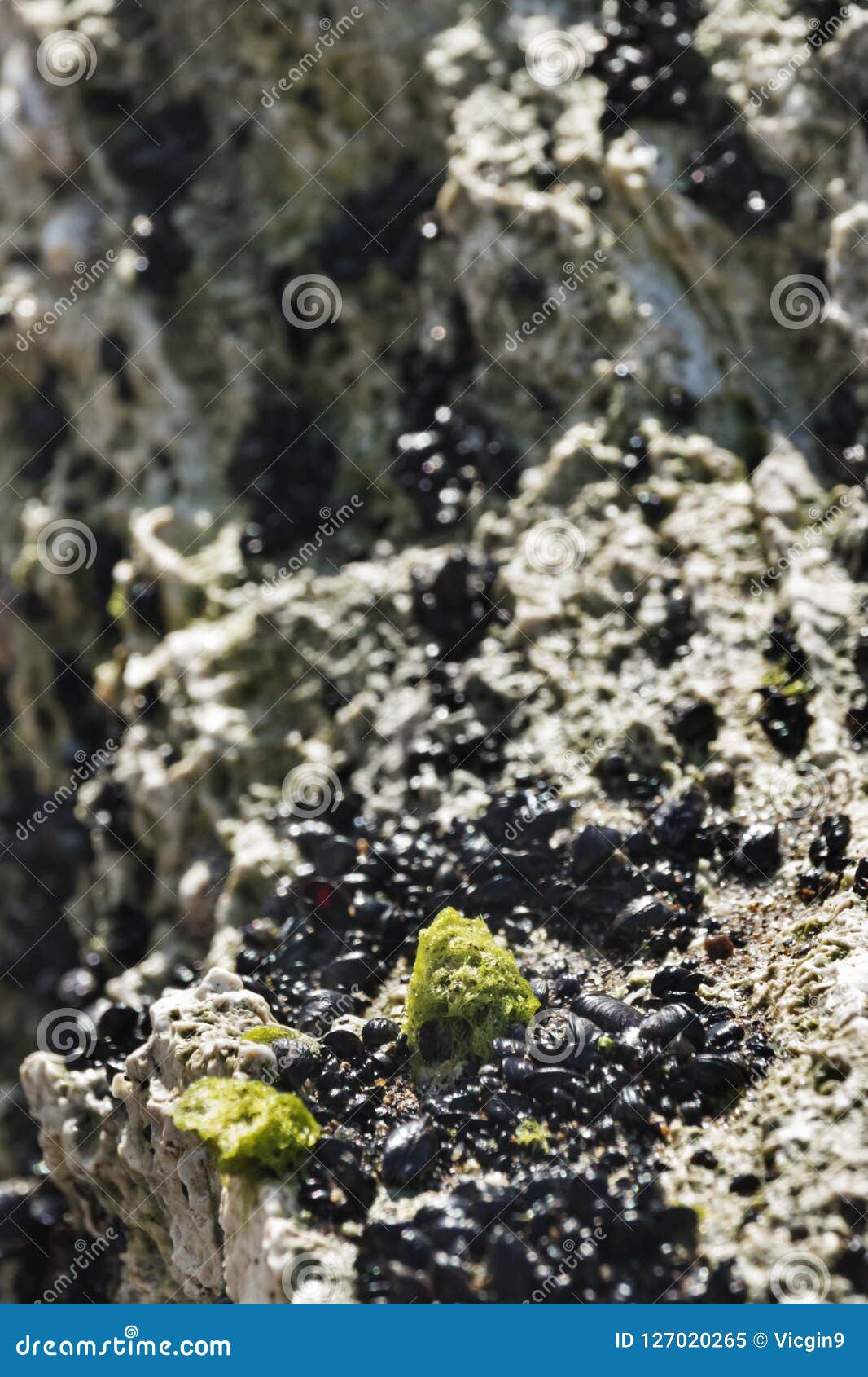 Seaweed and Shells on a Reef Stock Image - Image of idyllic, marine ...