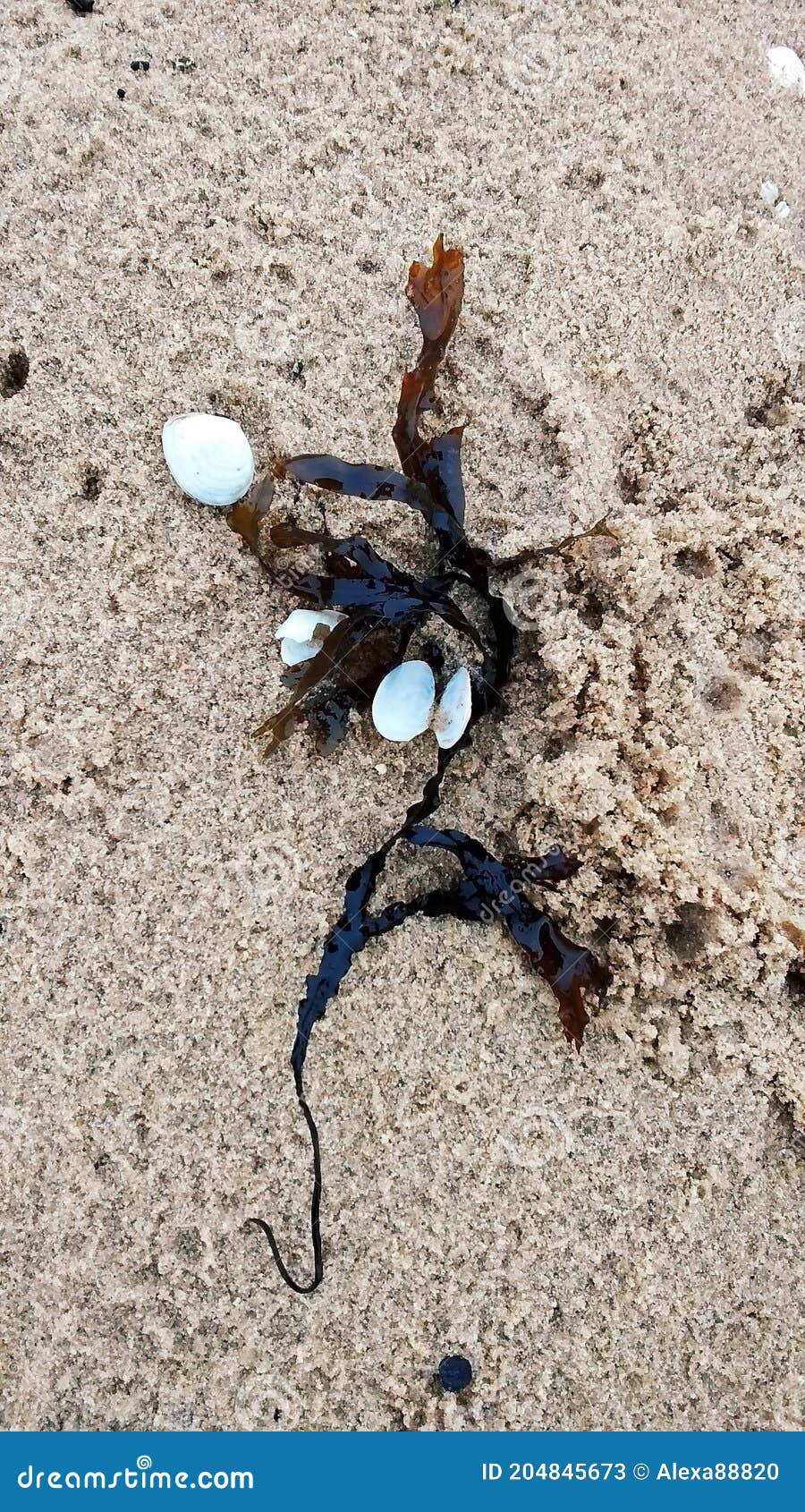 Seaweed and shells stock image. Image of washed, geology - 204845673