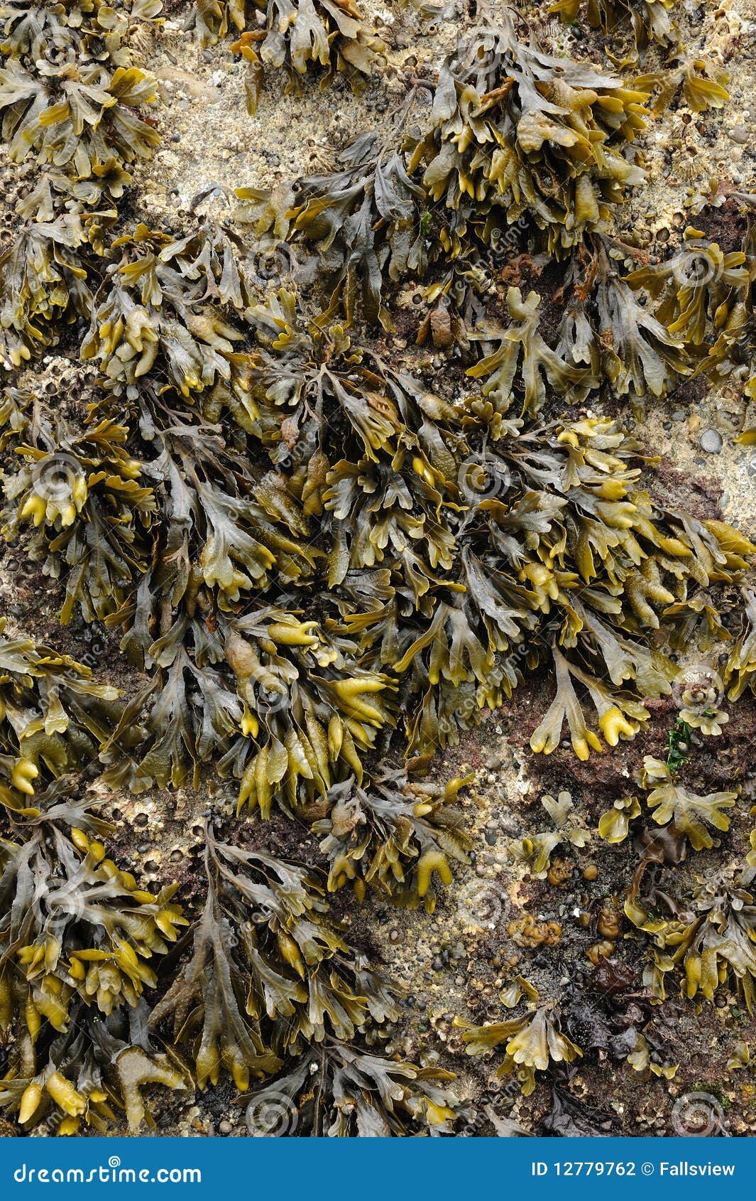 Seaweed on shore stock photo. Image of shore, seaside - 12779762
