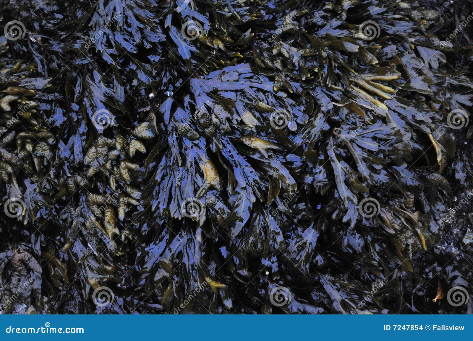 Seaweed on shore stock photo. Image of ocean, plants, kelp - 7247854