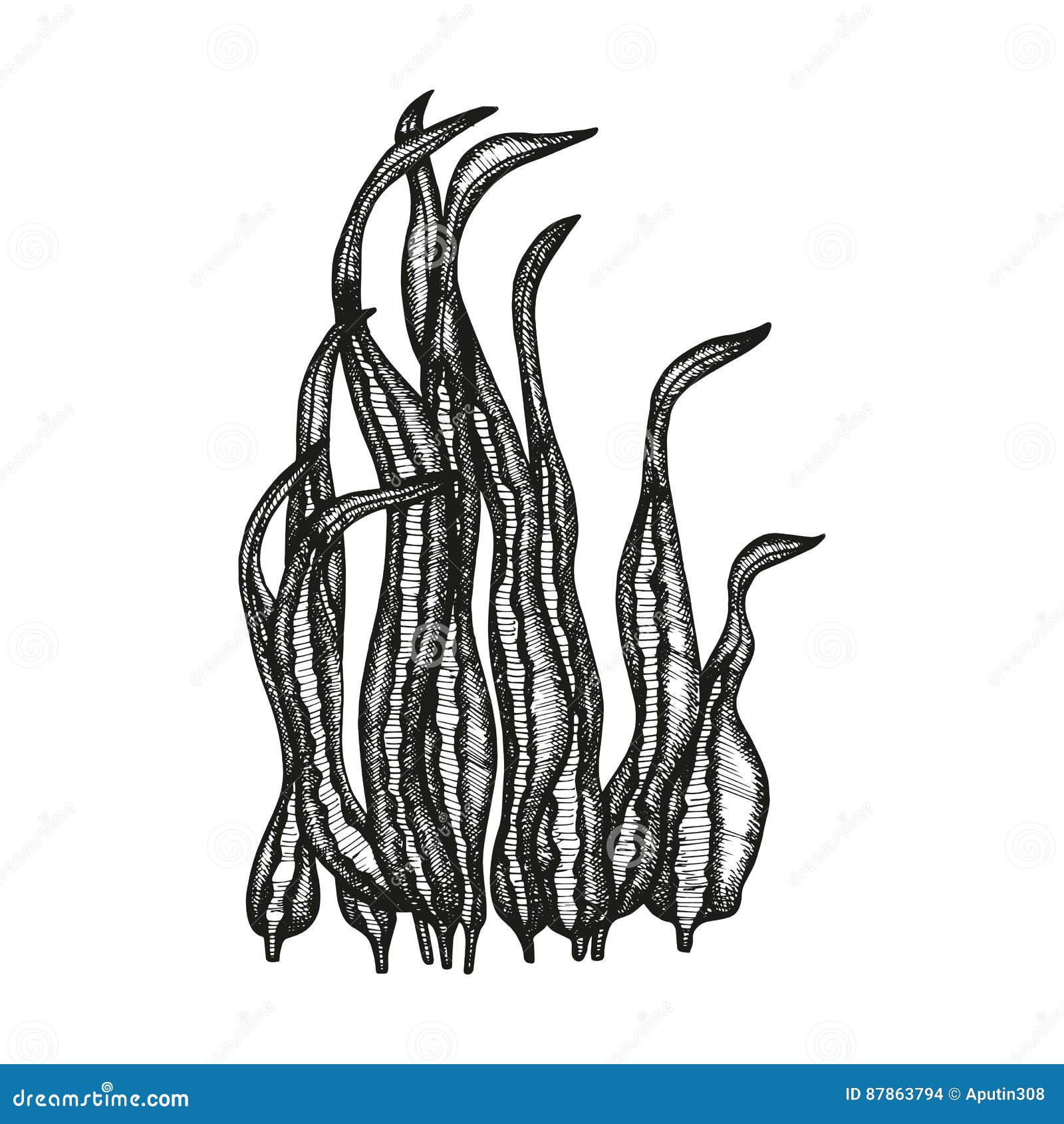 Seaweed sketch vector stock vector. Illustration of sketch - 87863794