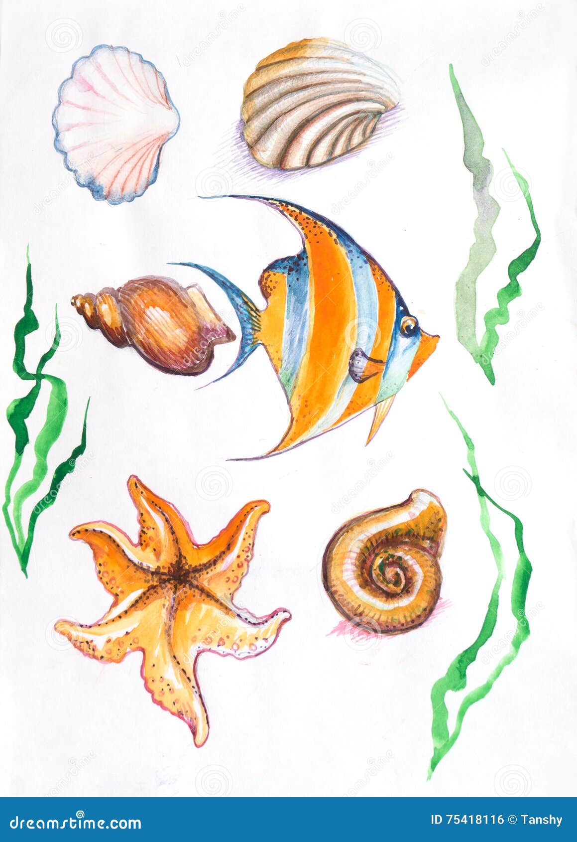 Seaweed Starfish, Shells Fish Watercolor Stock Illustration ...