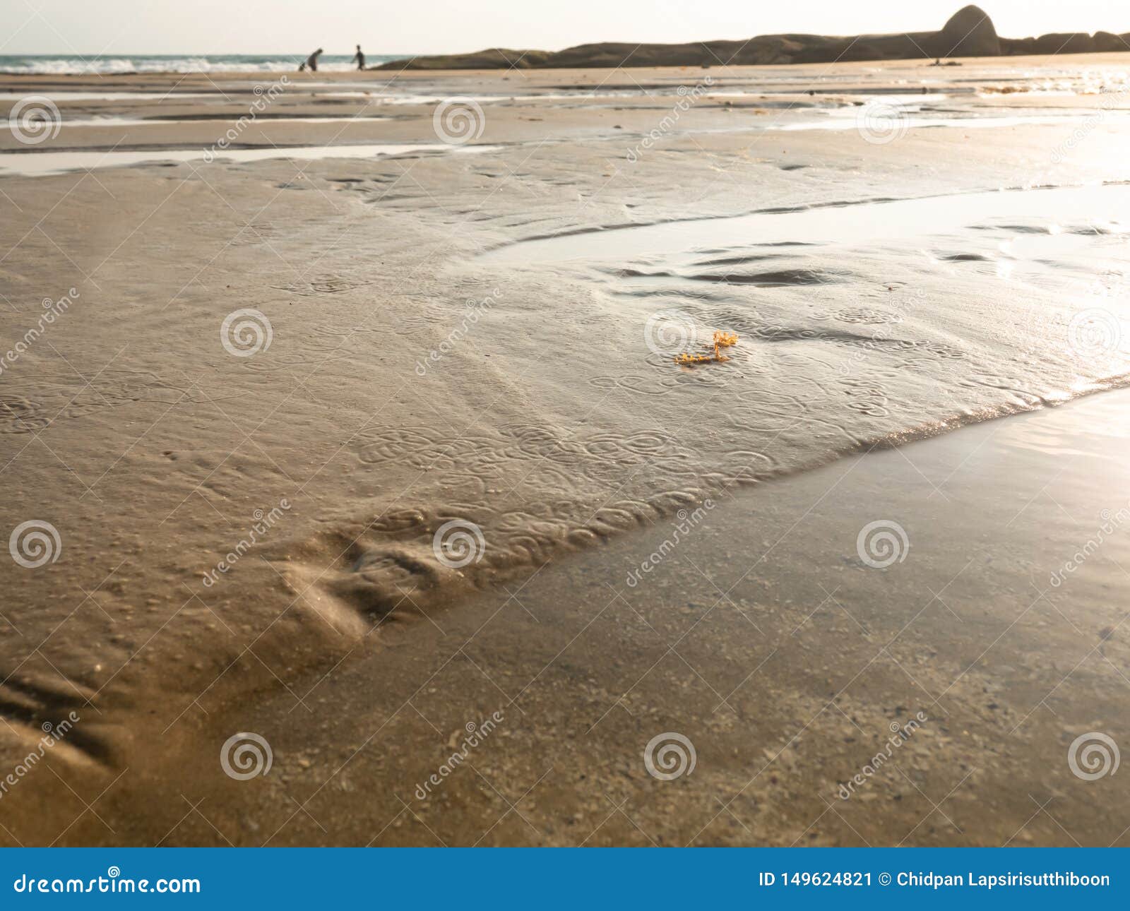 Seaweed that is Stuck on the Sandy Beach Along the Coast during Low ...