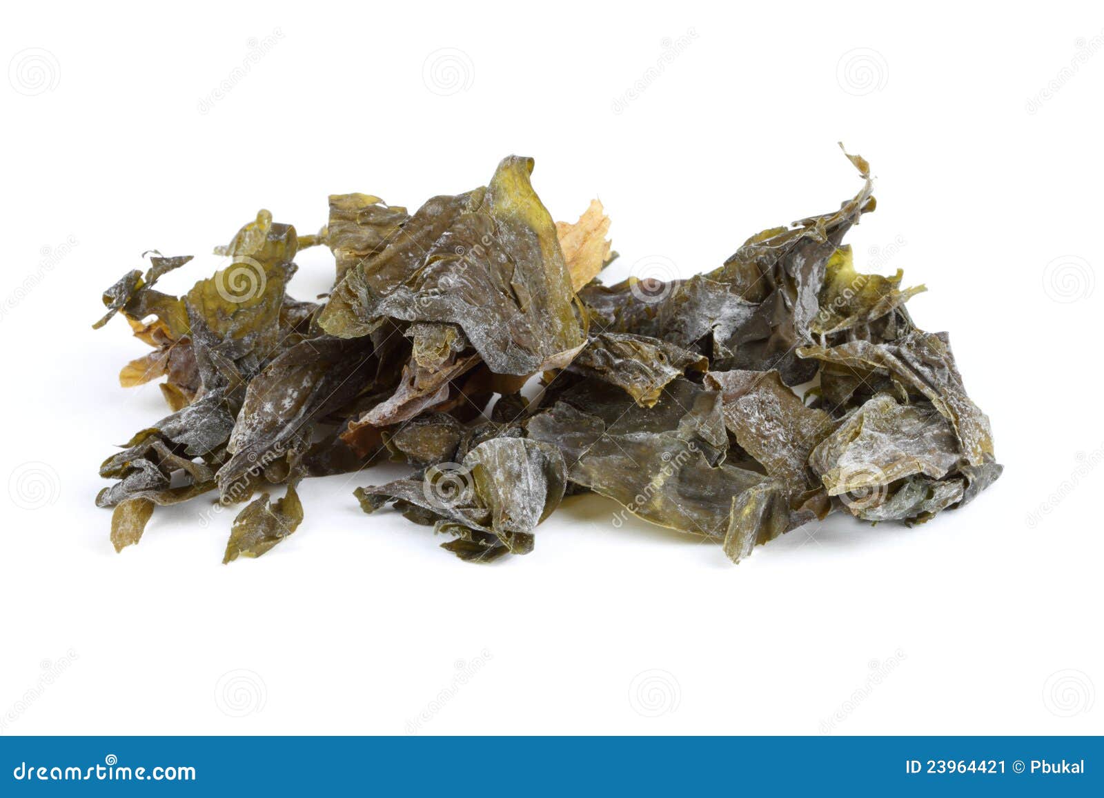Seaweed Sugar Kelp stock image. Image of natural, background - 23964421