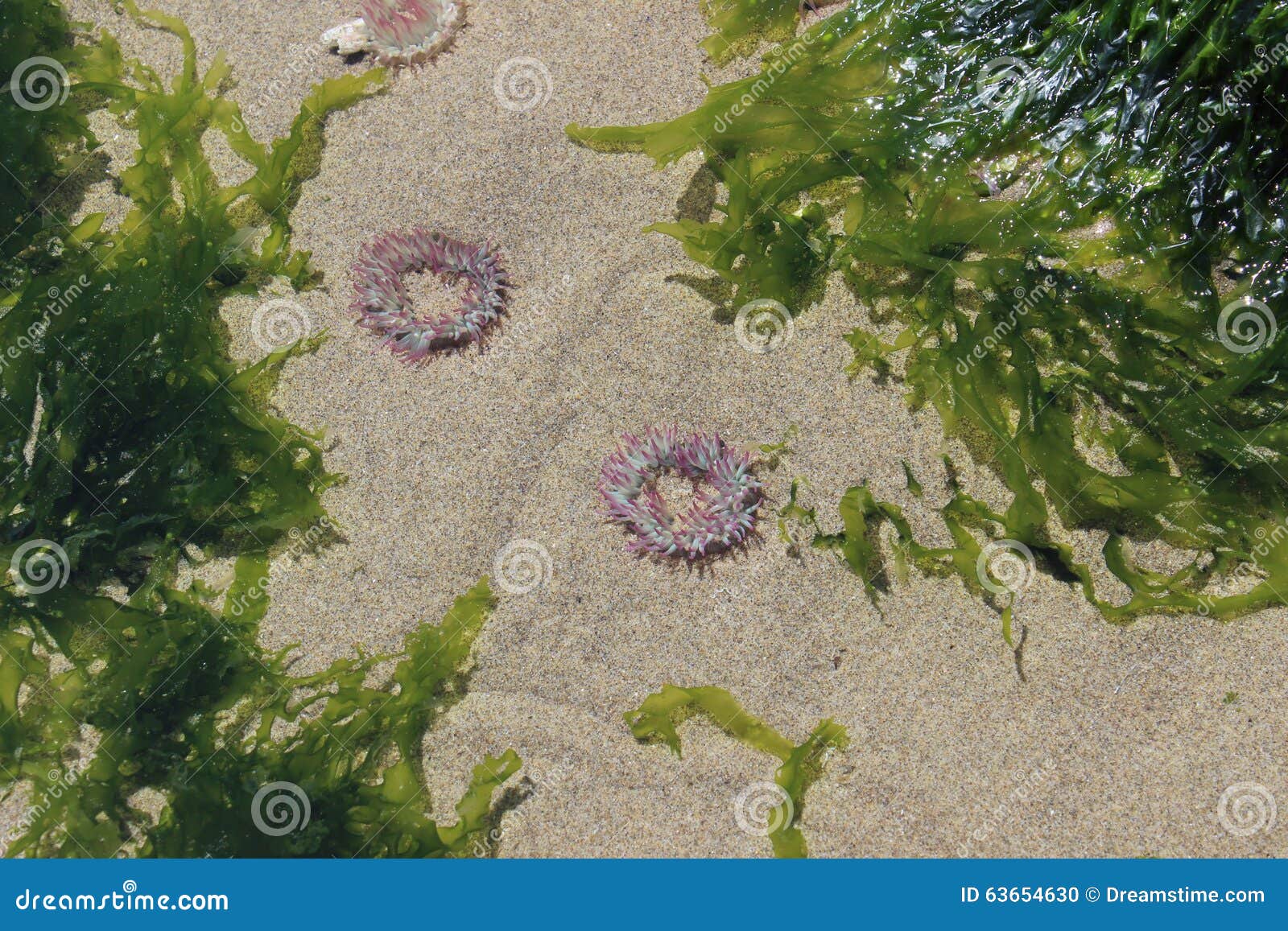 Seaweed in tide pool stock photo. Image of seaweed, clear - 63654630
