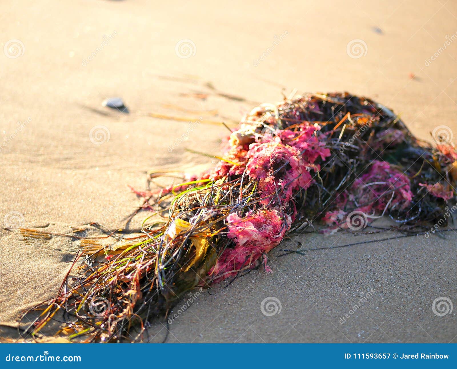 Seaweed in Tidepool on Sandy Beach in California. Stock Image - Image ...