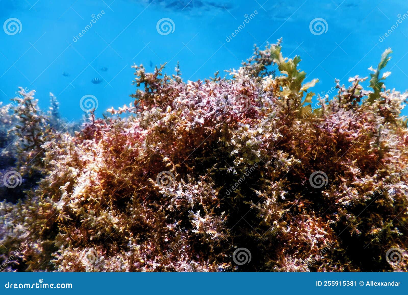 Seaweed, Seaweed Underwater, Seaweed Shallow Water Stock Image - Image ...