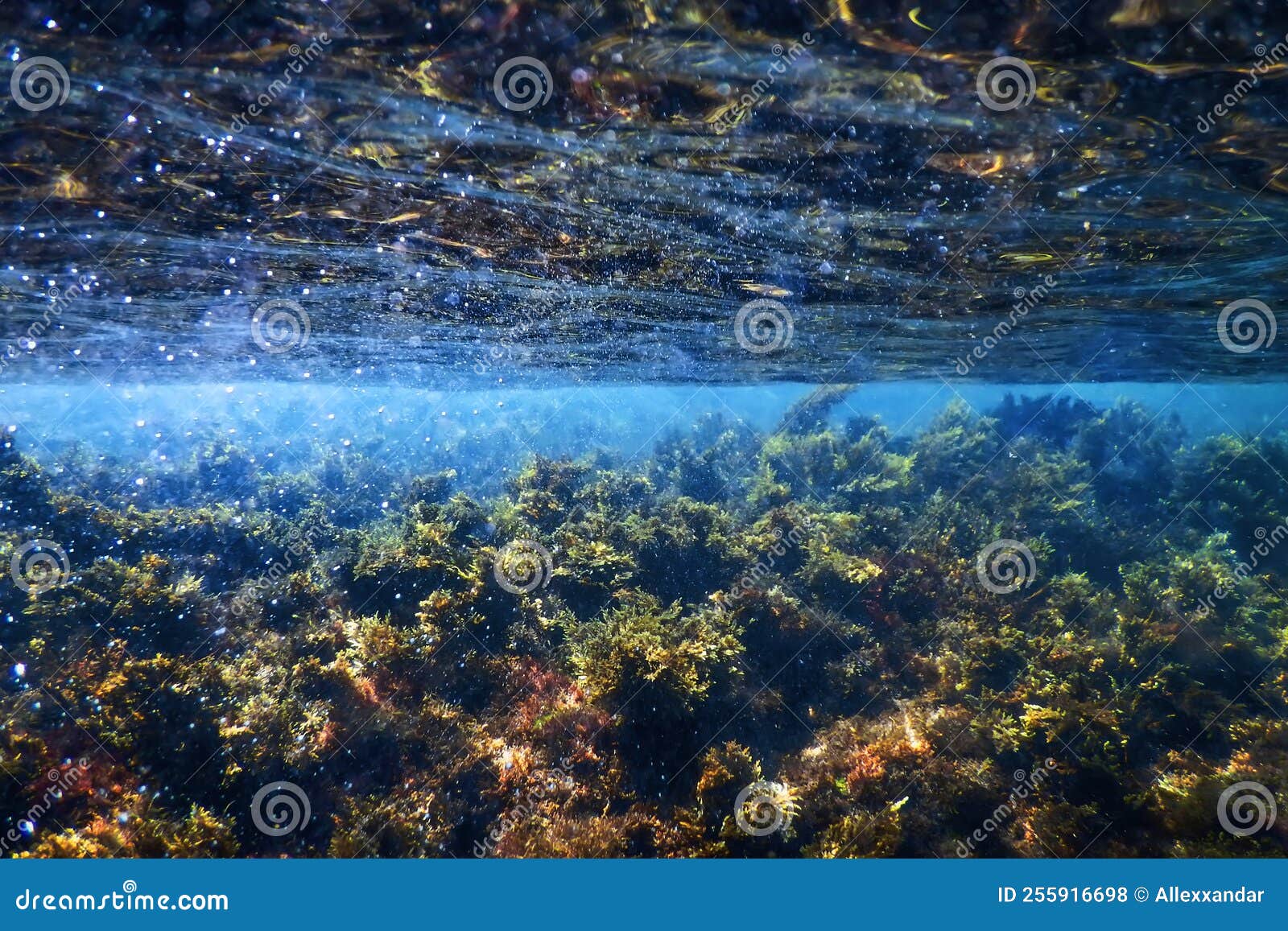 Seaweed, Seaweed Underwater, Seaweed Shallow Water Stock Photo - Image ...