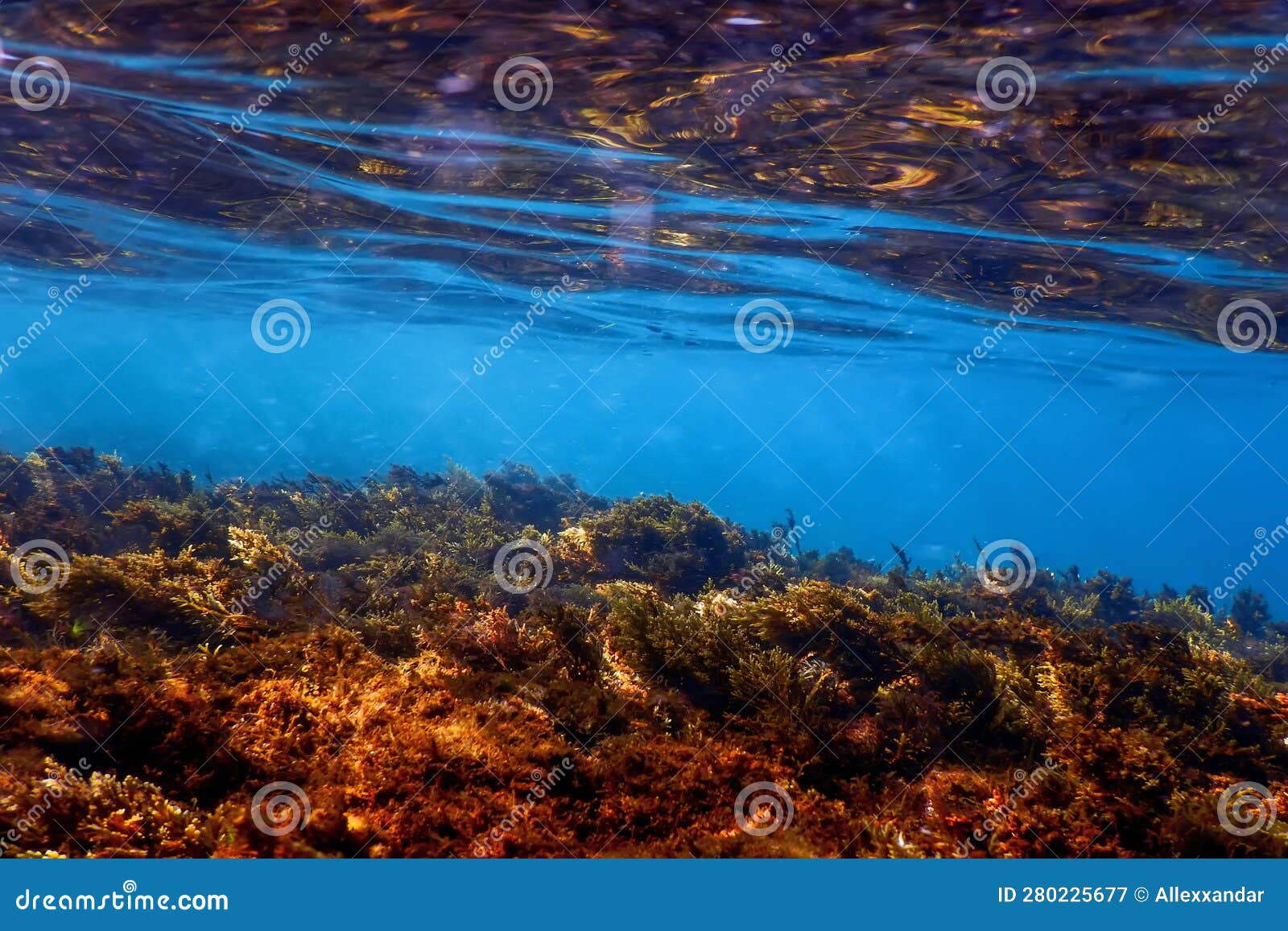 Seaweed, Seaweed Underwater, Seaweed Shallow Water Stock Image - Image ...