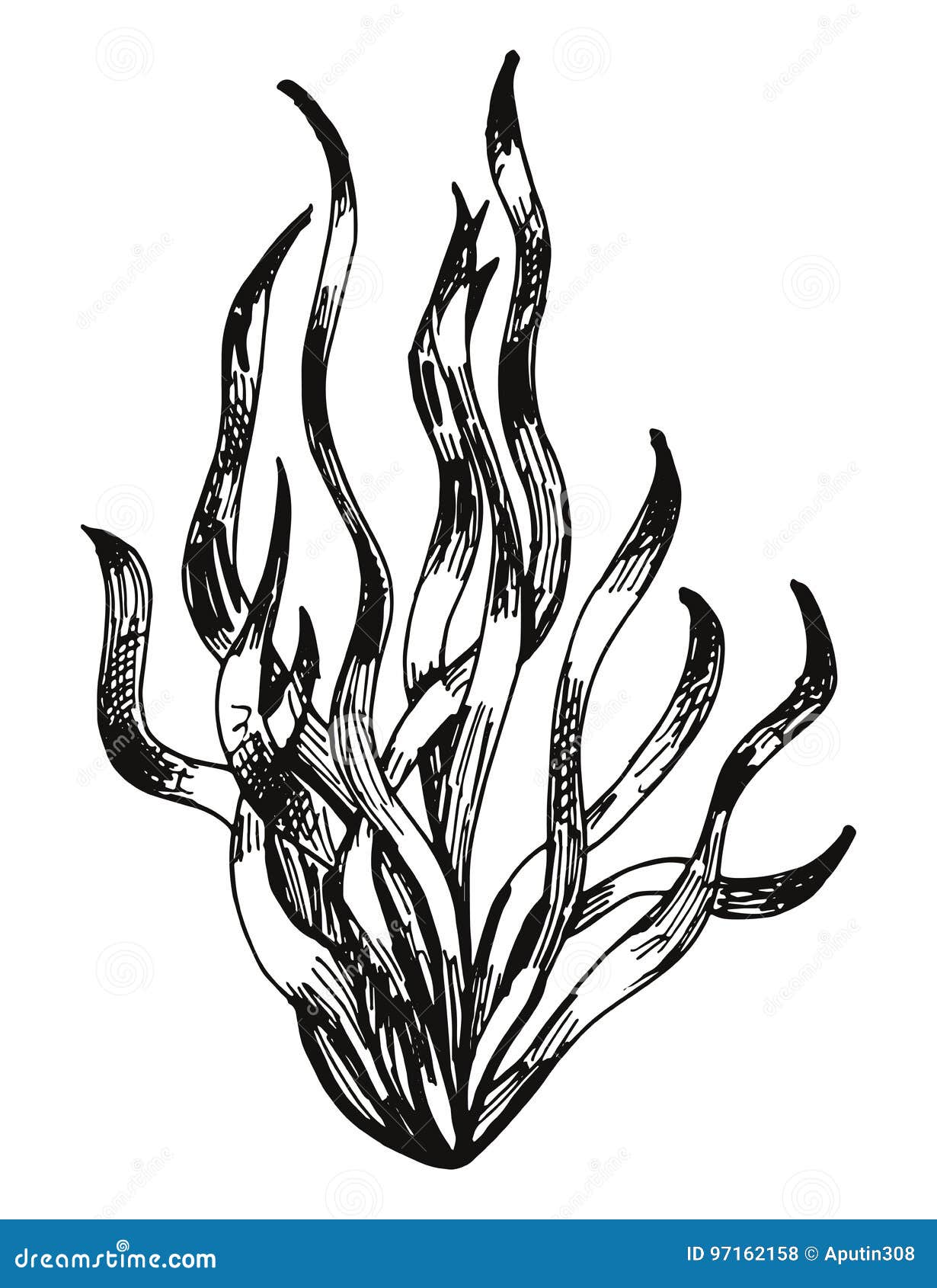 Seaweed Vector Hand Drawing Stock Vector - Illustration of graphic ...