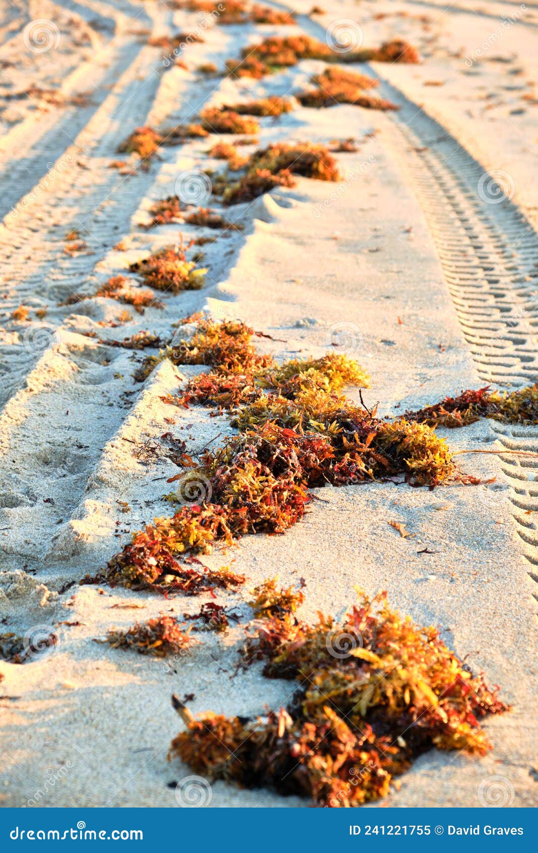 Seaweed Washed Ashore in Pompano Beach Florida Stock Image - Image of ...