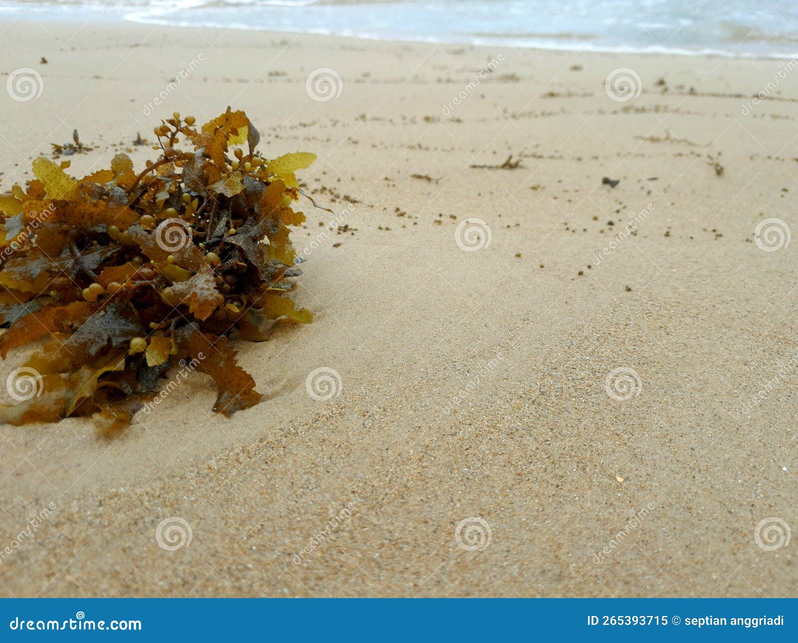 A Seaweed Washed Up on the Beach Stock Image - Image of leaf, insect ...