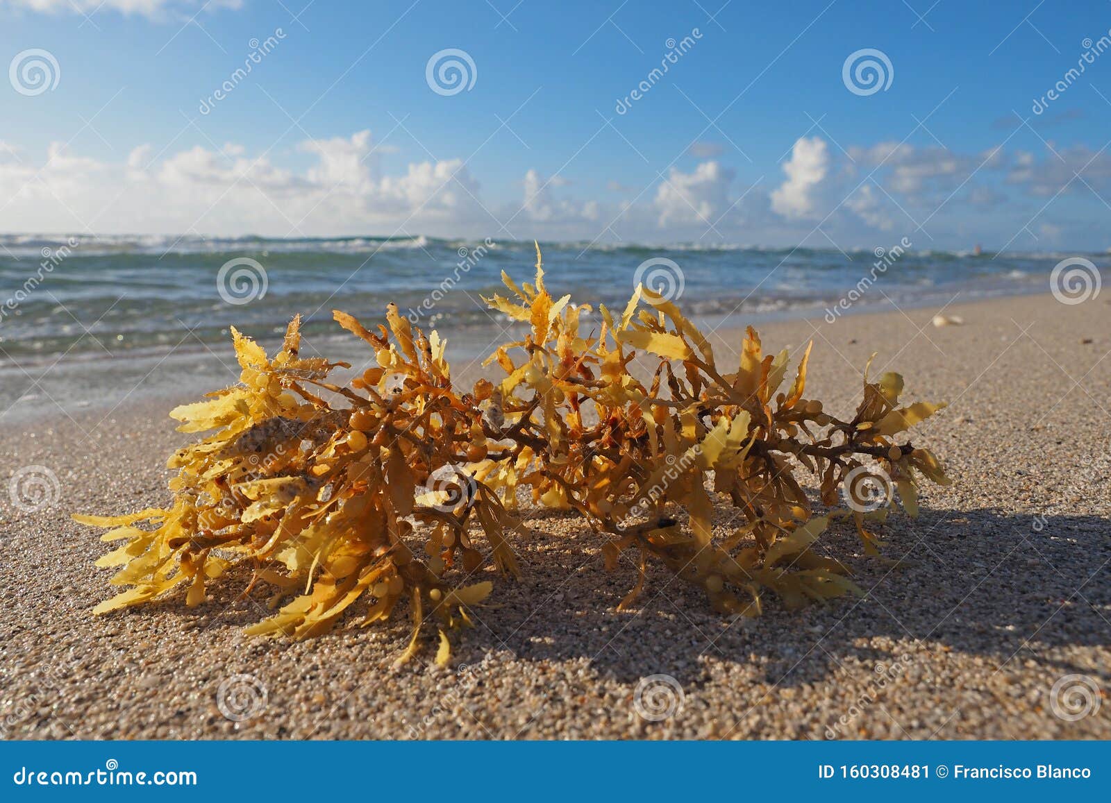 Seaweed on Miami Beach, Florida. Stock Image - Image of morning, miami ...