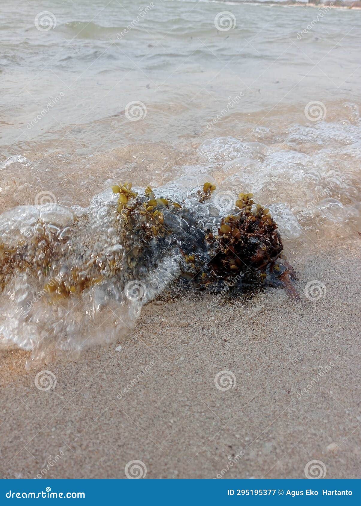 Seaweed Washed Up on the Beach Stock Image - Image of ocean, geology ...