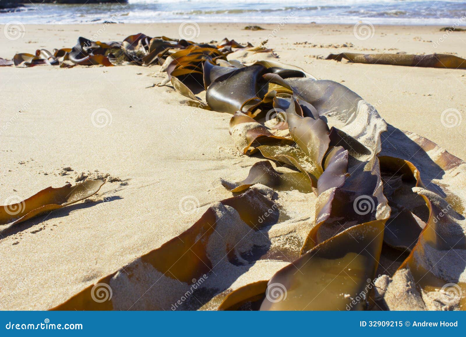 Seaweed Washed Up on Sunny Beach Stock Image - Image of waves, tendrils ...