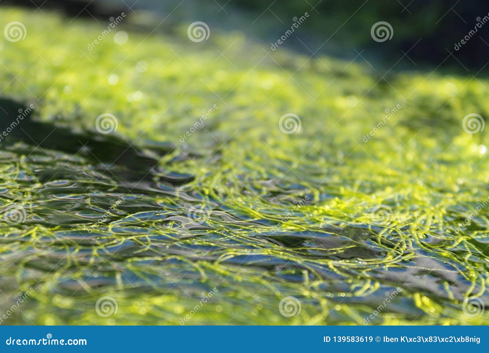 Seaweed in water stock image. Image of focus, weird - 139583619
