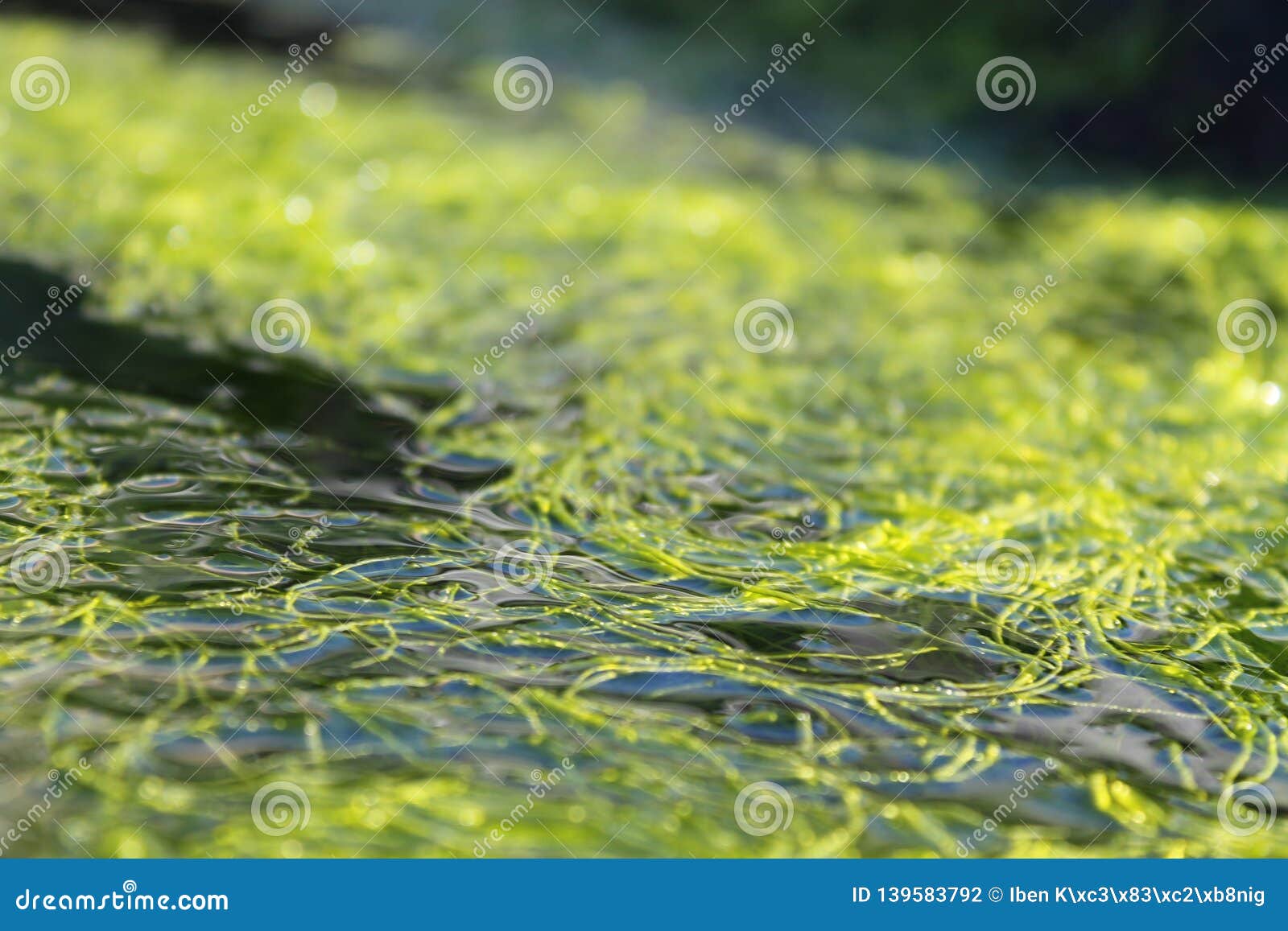 Seaweed in water stock photo. Image of lake, green, cloudy - 139583792
