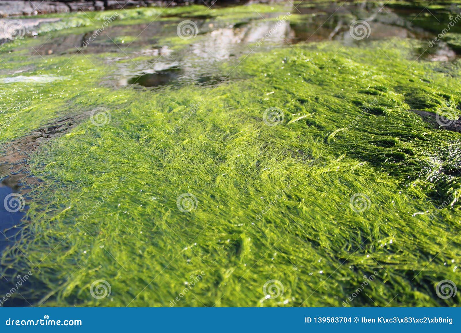 Seaweed in water stock photo. Image of grass, outside - 139583704