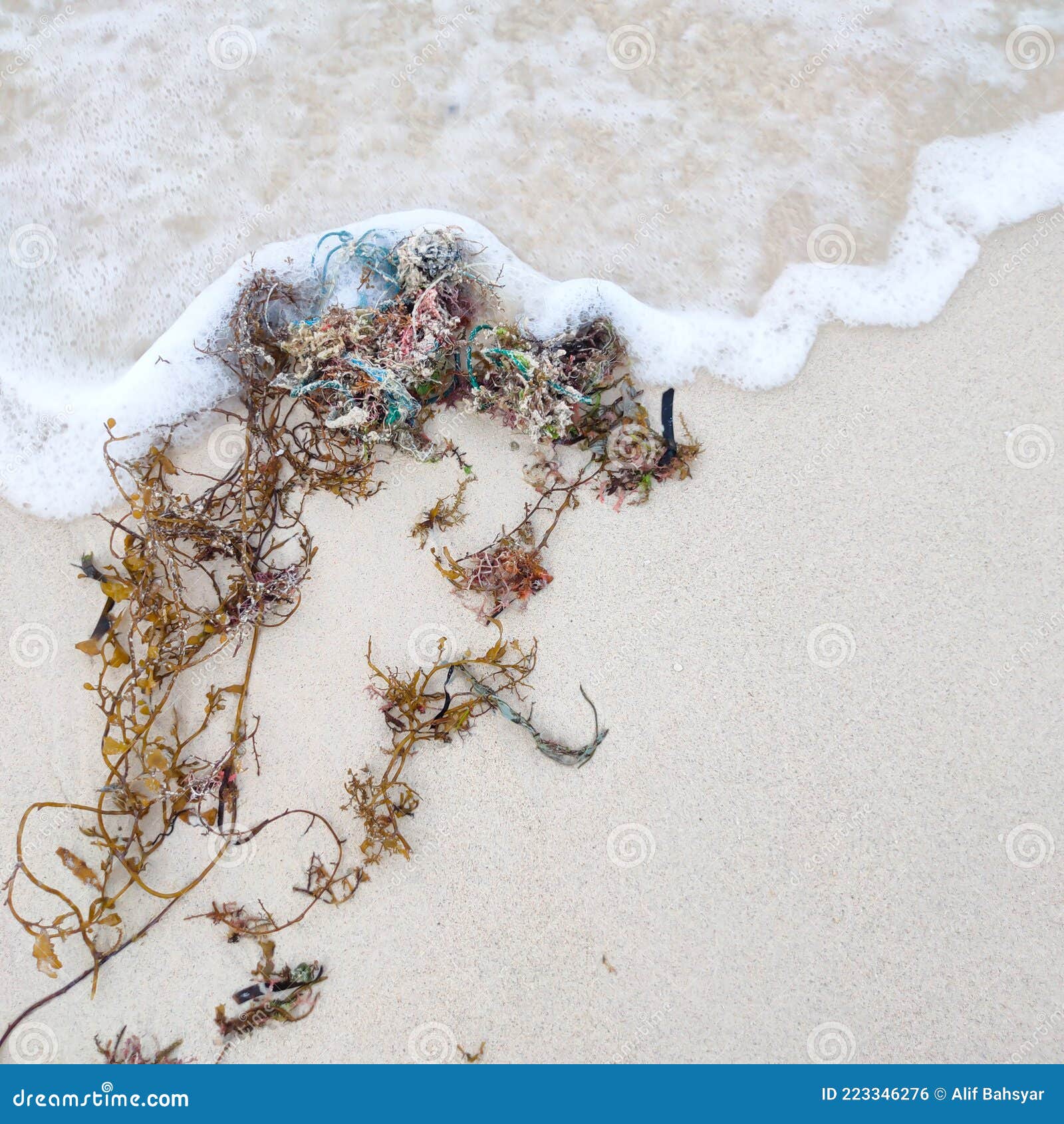 Seaweed with Wave at the Beach Photography Background Stock Photo ...