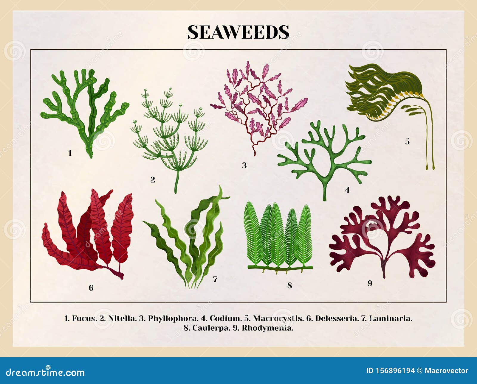 Seaweeds Botanical Background Chart Stock Vector - Illustration of ...