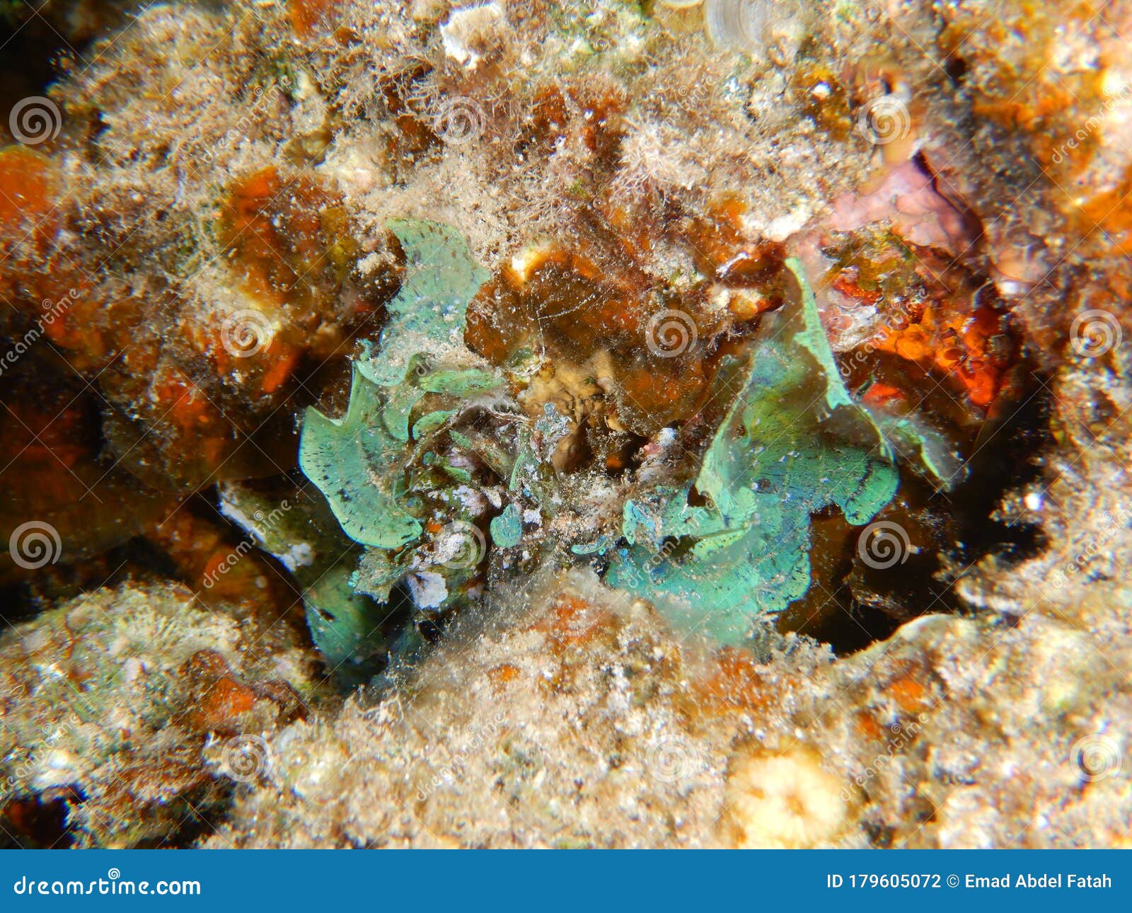 Seaweeds, Brown Algae stock photo. Image of algae, leaf - 179605072
