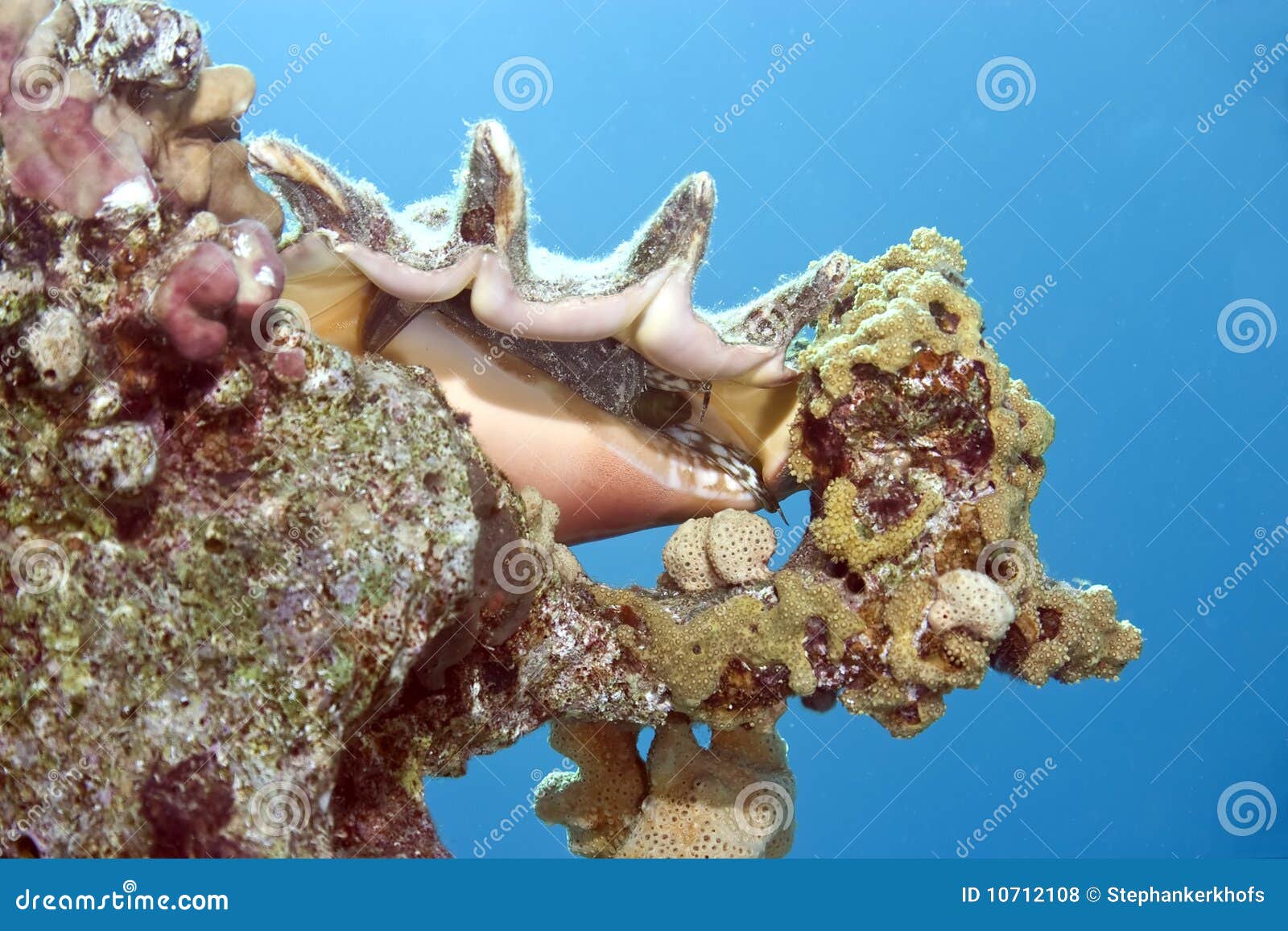 Seba s spider conch stock photo. Image of nature, aquatic - 10712108