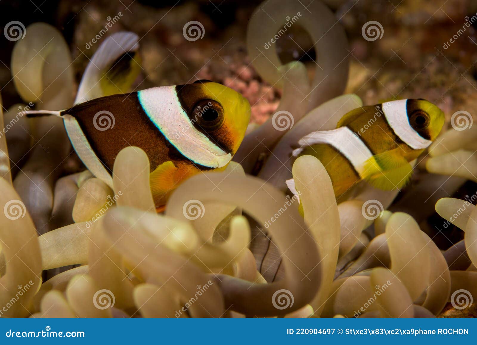 Sebae anemonefish fish stock image. Image of ocean, biology - 220904697