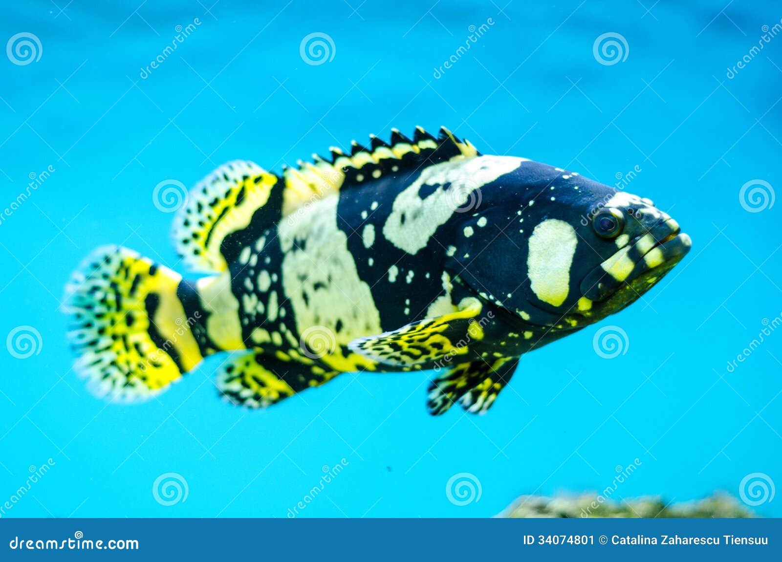 Sebastes chrysomelas stock image. Image of saltywater - 34074801
