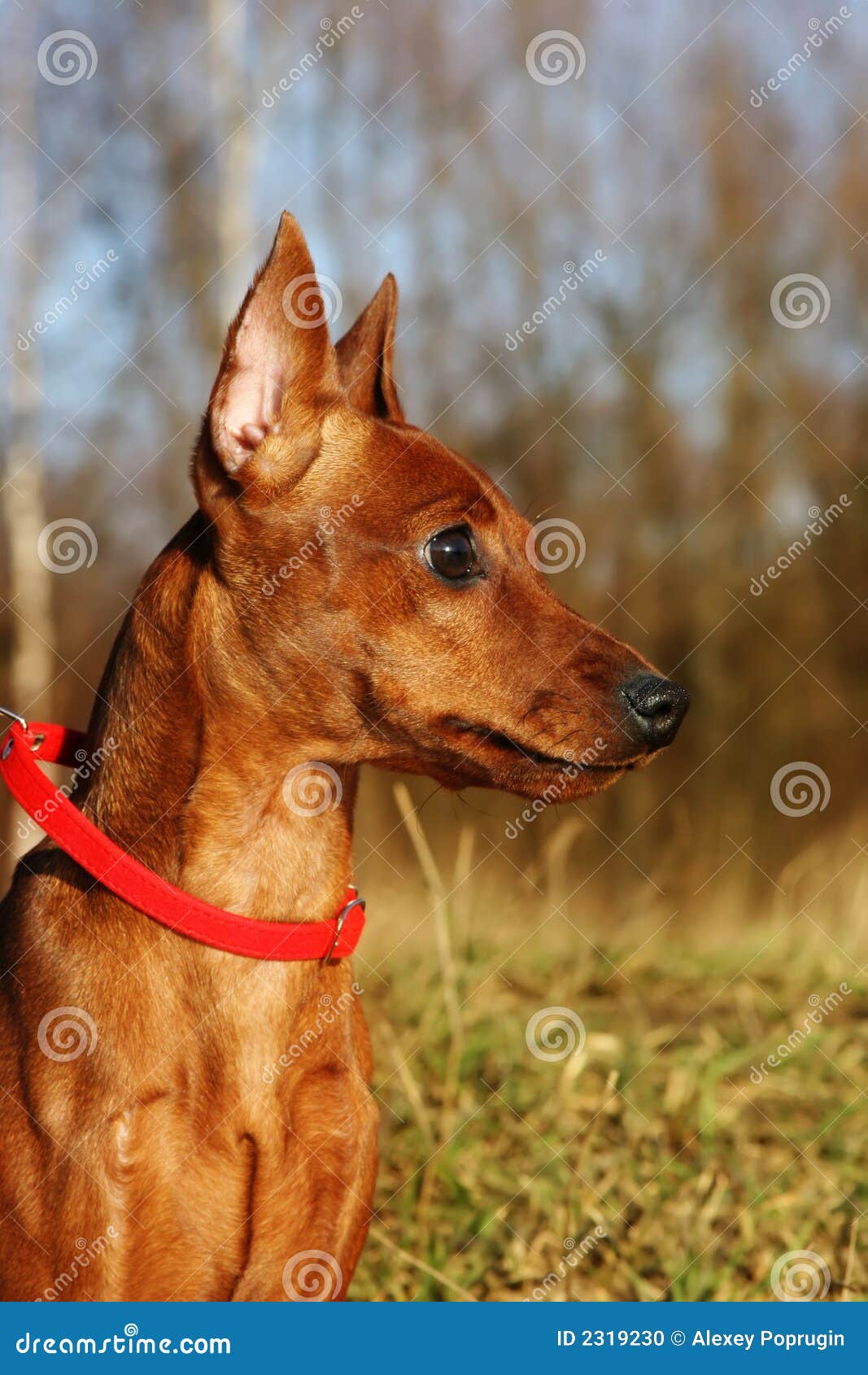 Sebastien mini-pincher stock photo. Image of collar, face - 2319230