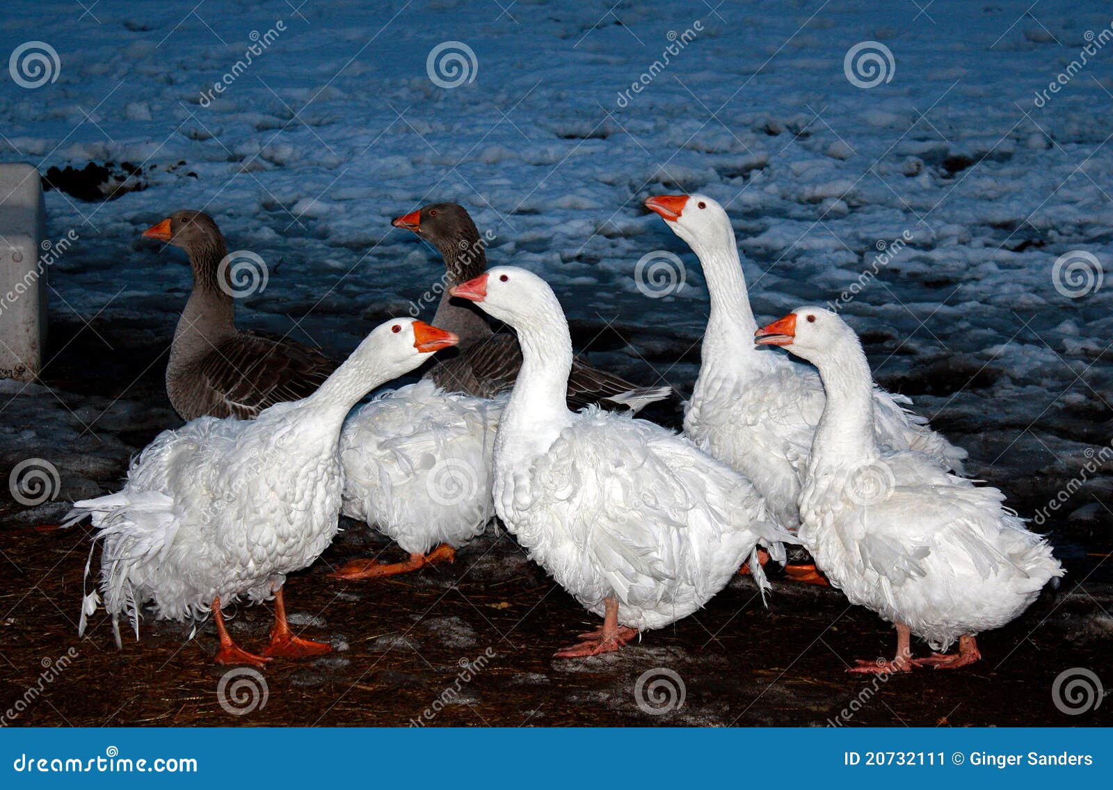 Sebastopol Geese at Twilight Stock Image - Image of five, curly: 20732111