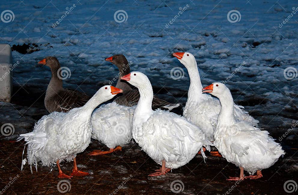 Sebastopol Geese at Twilight Stock Image - Image of five, curly: 20732111