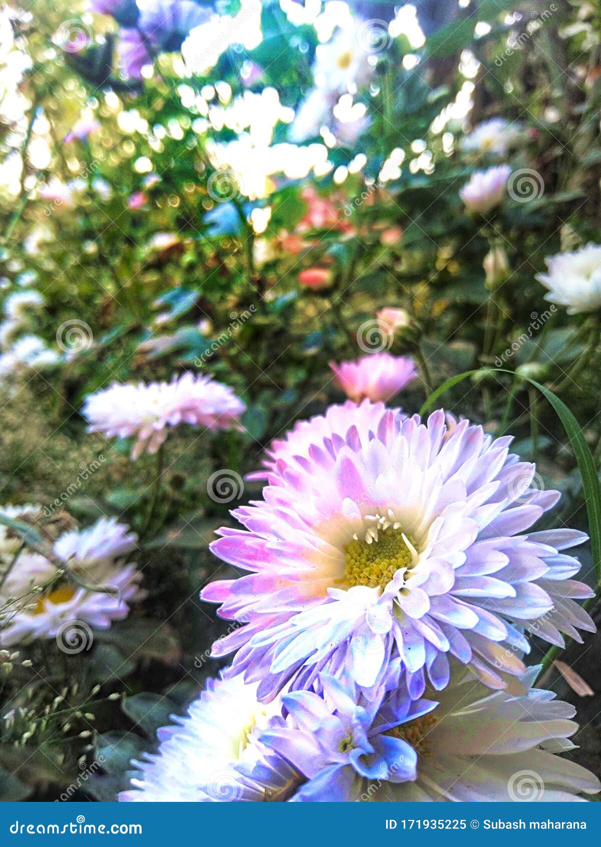 Sebati flowers edit stock image. Image of white, edit - 171935225